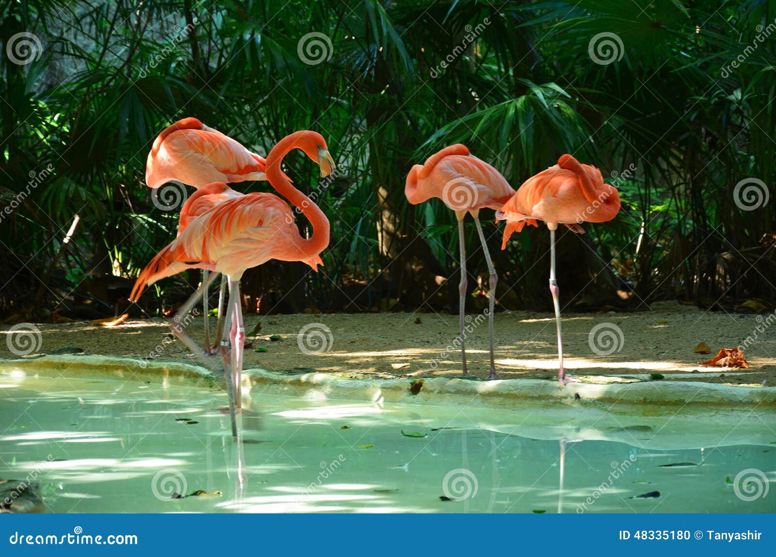 Pink flamingo birds stock photo. Image of birds, flamingo - 48335180