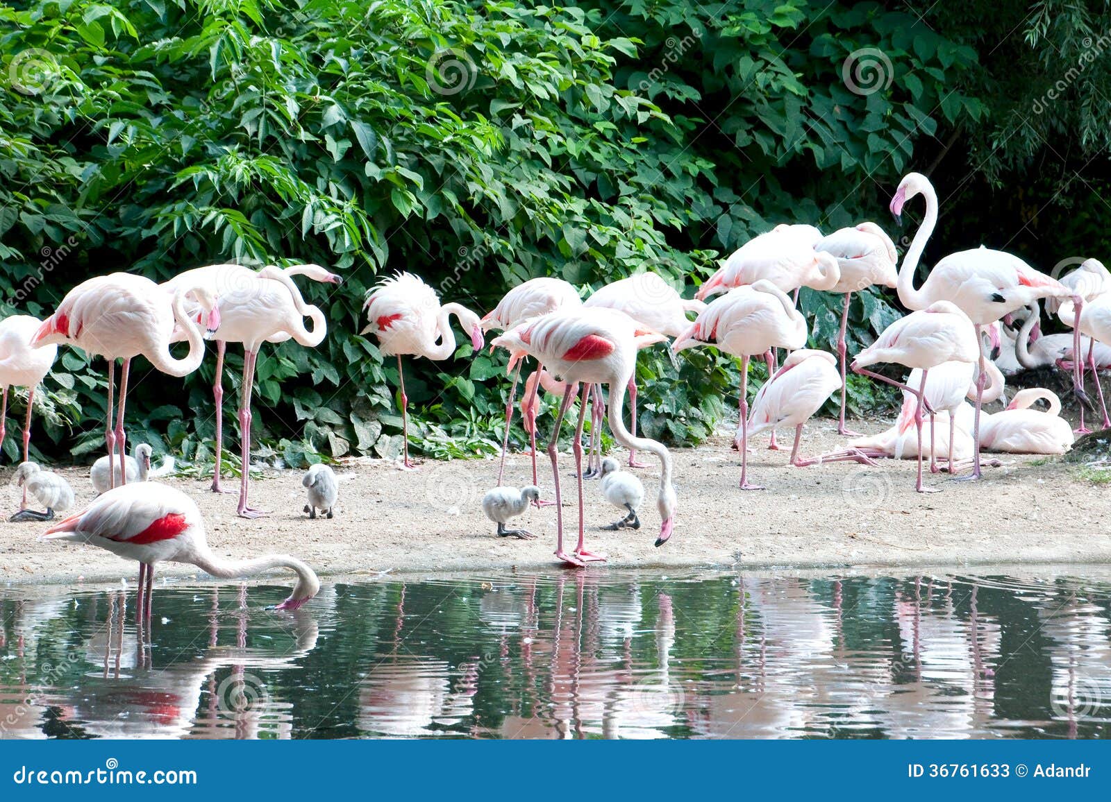 Pink Flamingo Paddle Boats At Seaworld Editorial Photo | CartoonDealer ...