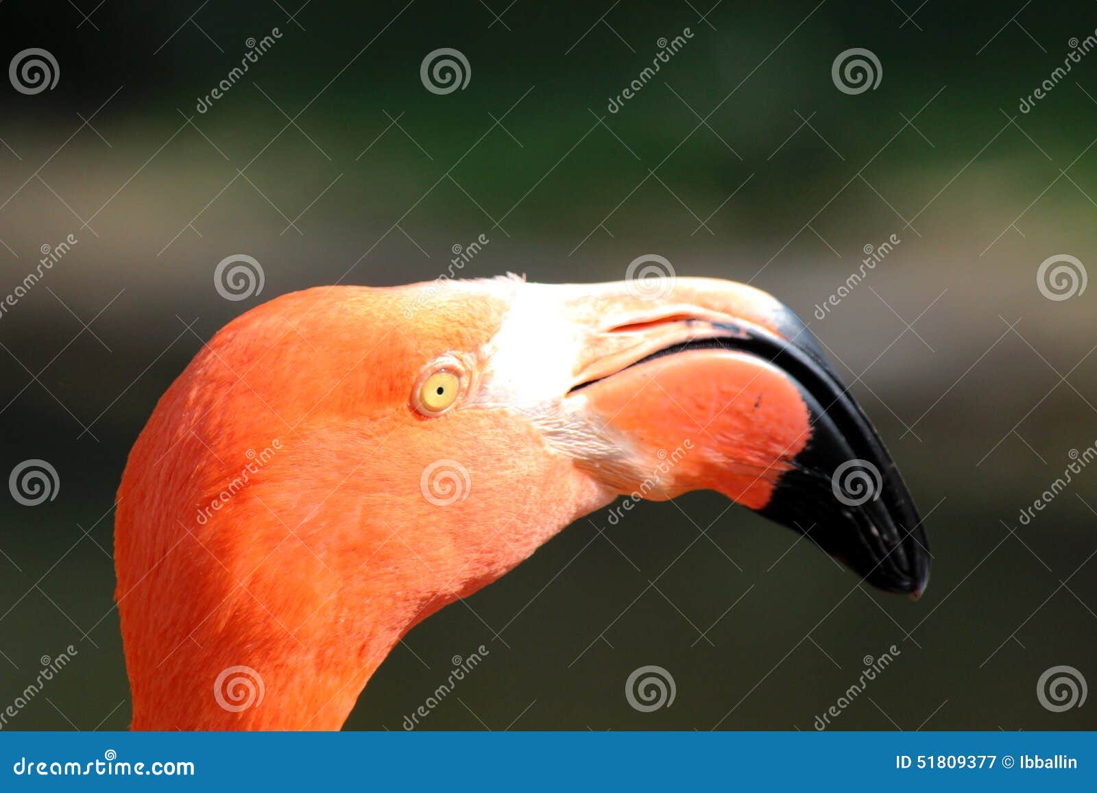 Pink Flamingo stock image. Image of nature, flamingo - 51809377