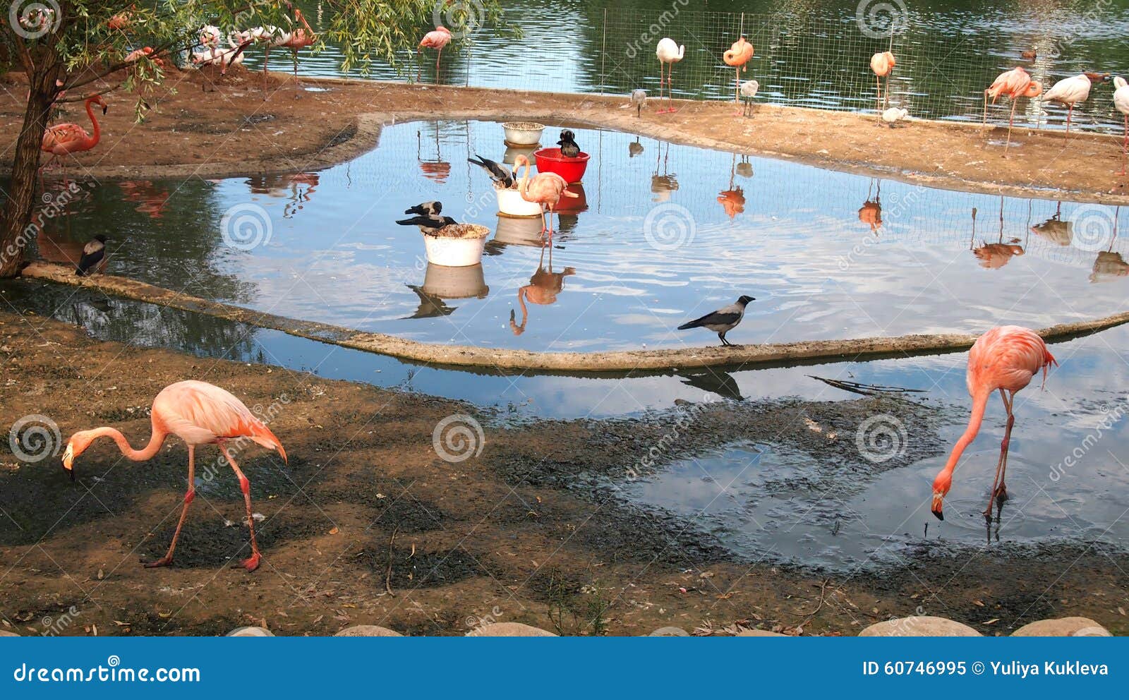 Pink flamingo stock image. Image of crows, park, open - 60746995