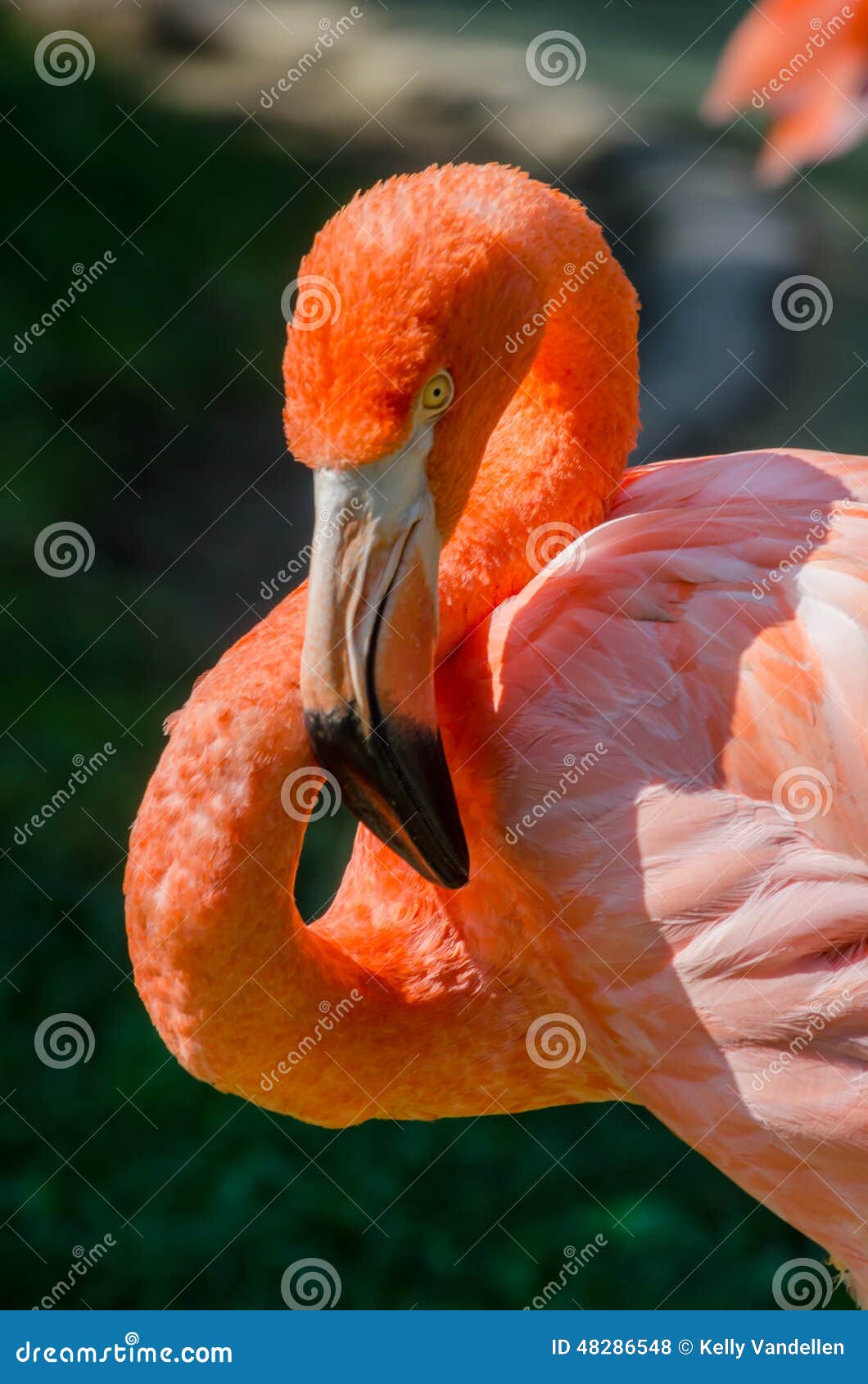 Pink Flamingo Face stock photo. Image of close, face - 48286548