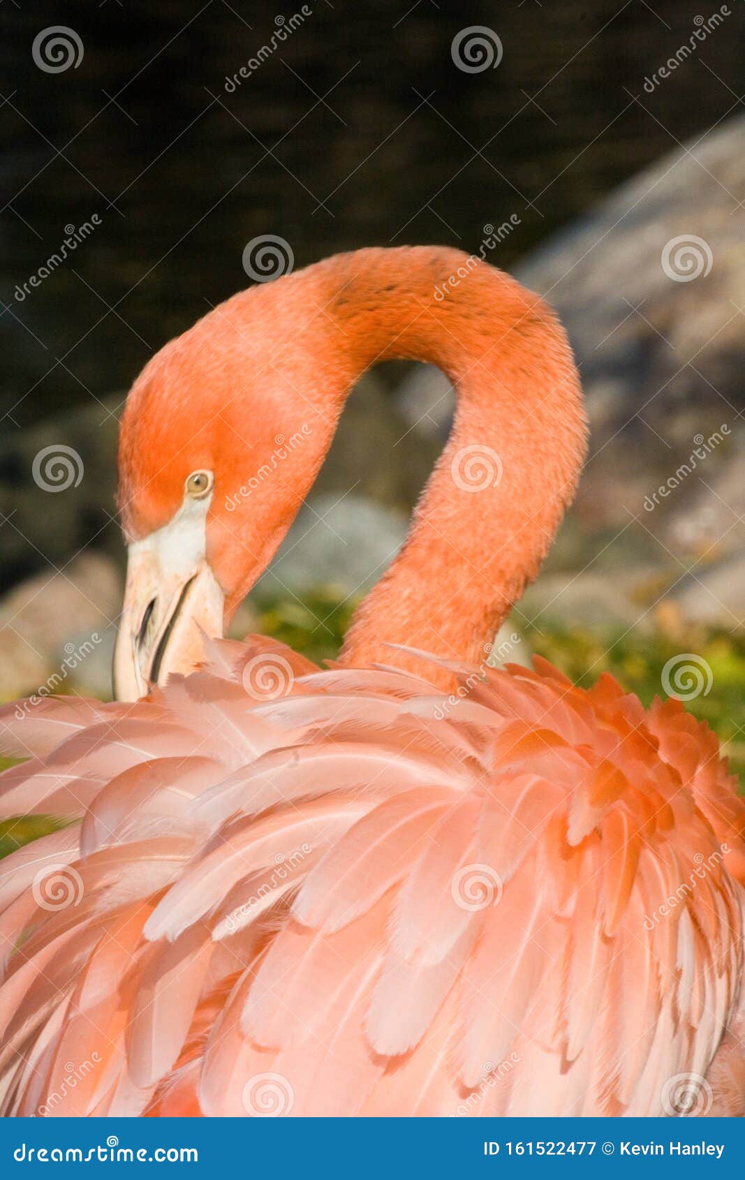 Pink Flamingo Facing Left Looking Over Shoulder Preening Stock Image ...