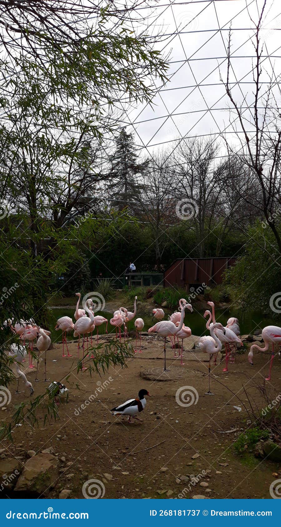 Pink flamingo in farm stock image. Image of pond, bird - 268181737