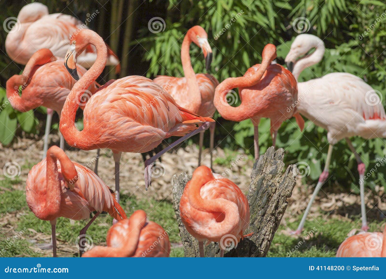 Pink flamingo stock photo. Image of flamingo, tropical - 41148200