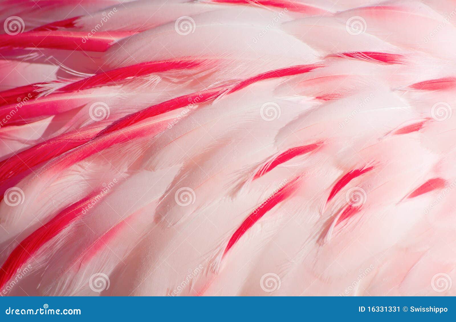 Pink flamingo feathers stock image. Image of color, america - 16331331