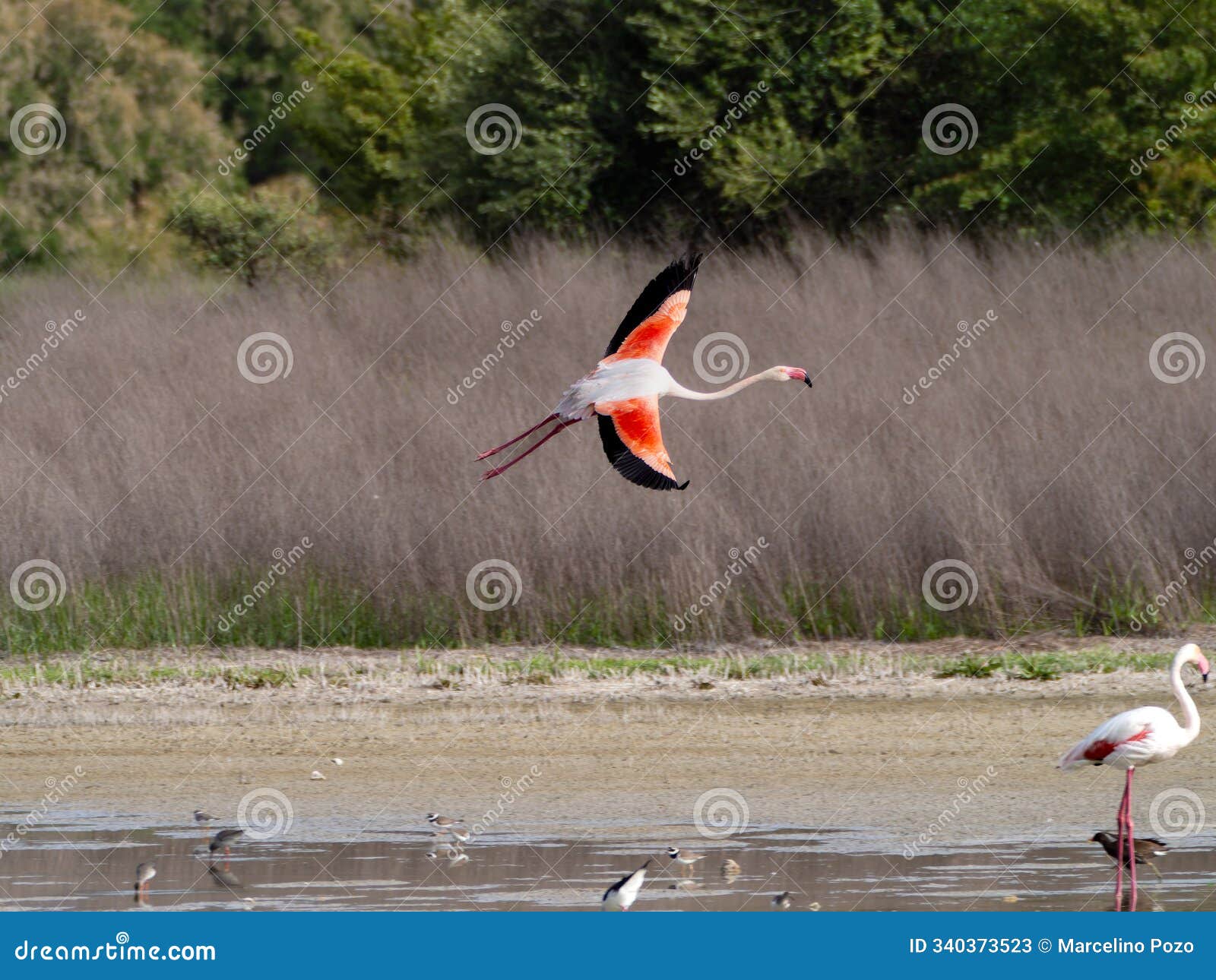 Flamingo Flying, Atacama Salt Flat Desert, Chile Stock Photography ...