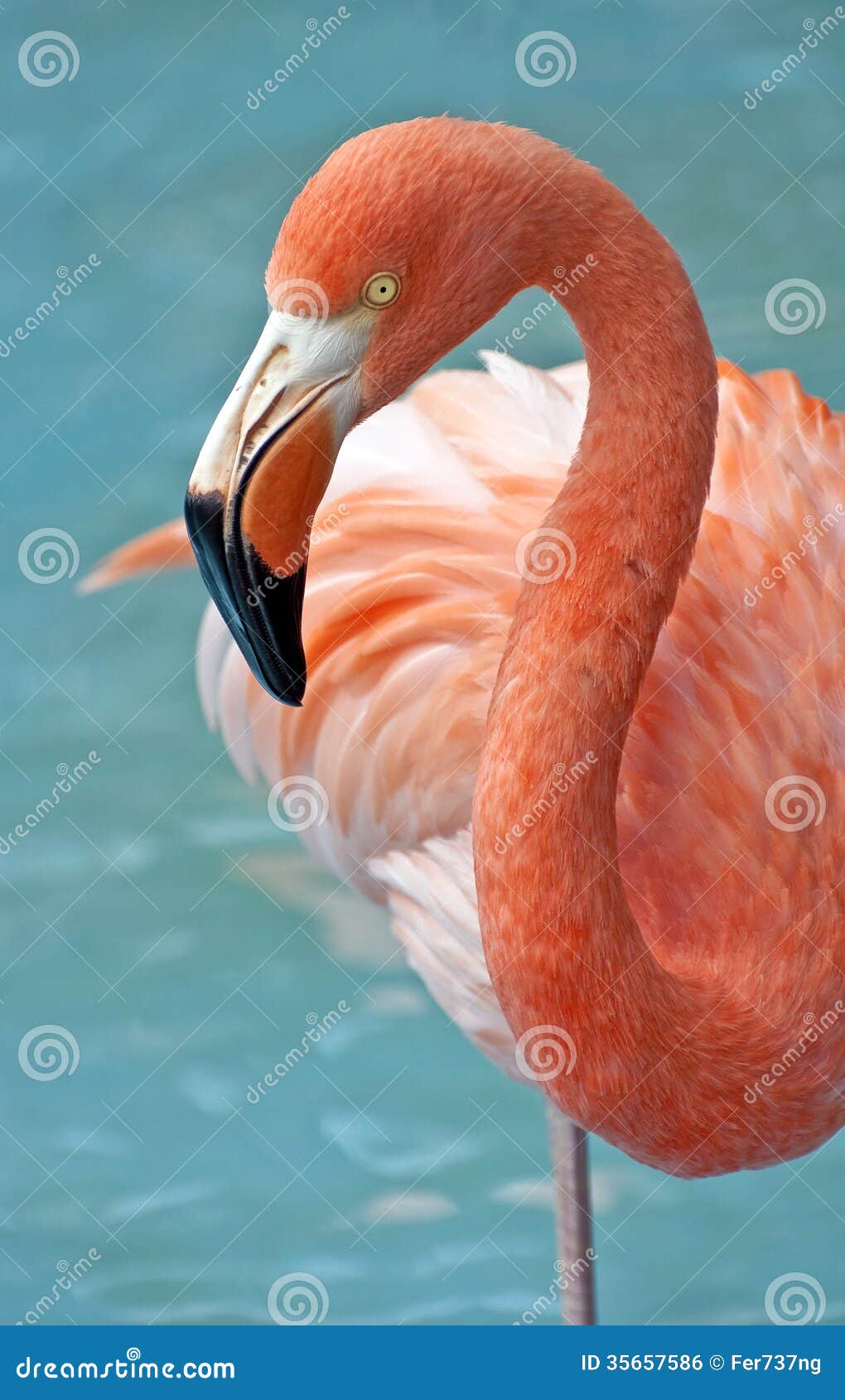 Pink Flamingo. stock photo. Image of feather, wildlife - 35657586