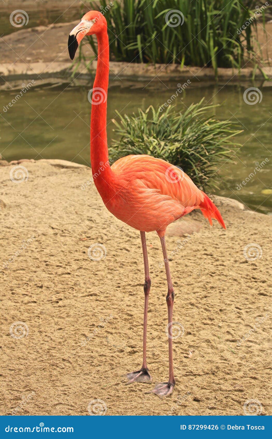 Pink flamingo stock photo. Image of long, legged, body - 87299426