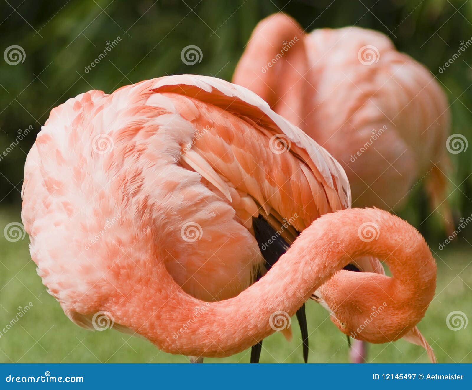 Pink Flamingo on Green Background Stock Image - Image of outdoor, neck ...