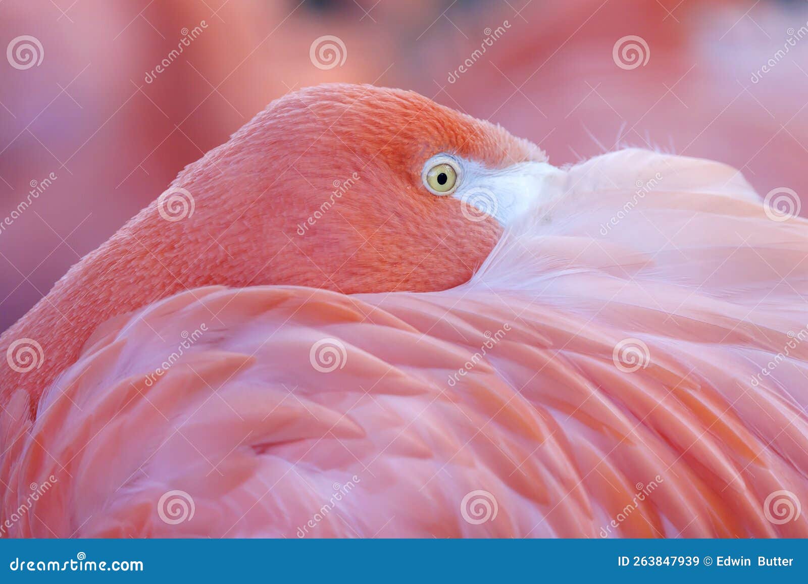 Flamingo with Head between Feathers Stock Image - Image of exotic ...
