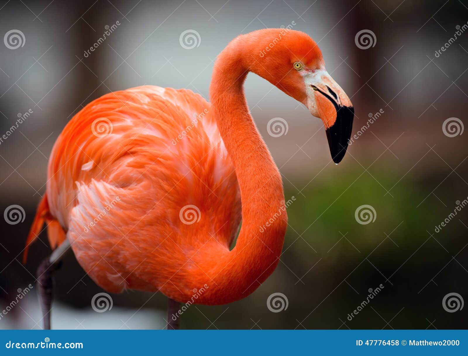 Pink Flamingo stock photo. Image of flamingo, egret, pink - 47776458