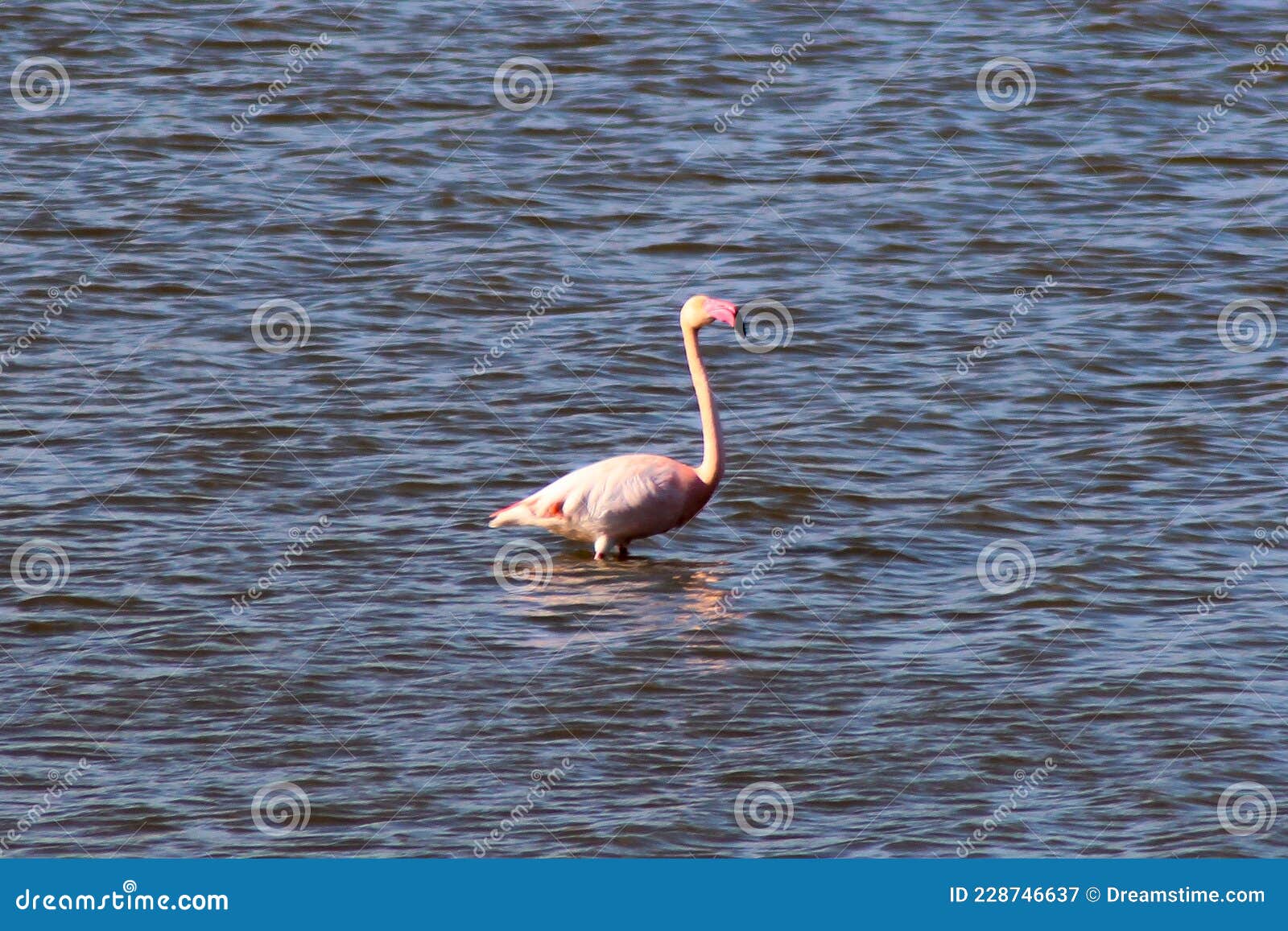 Pink flamingo in a lake stock image. Image of bird, waterfowl - 228746637