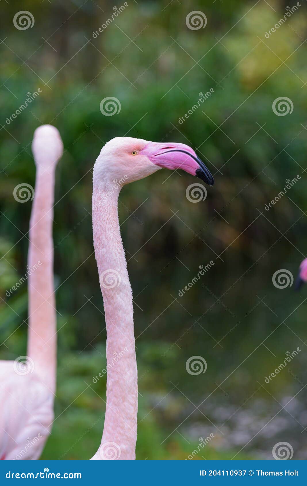Pink Flamingo with Long Neck in Profile View Stock Image - Image of ...