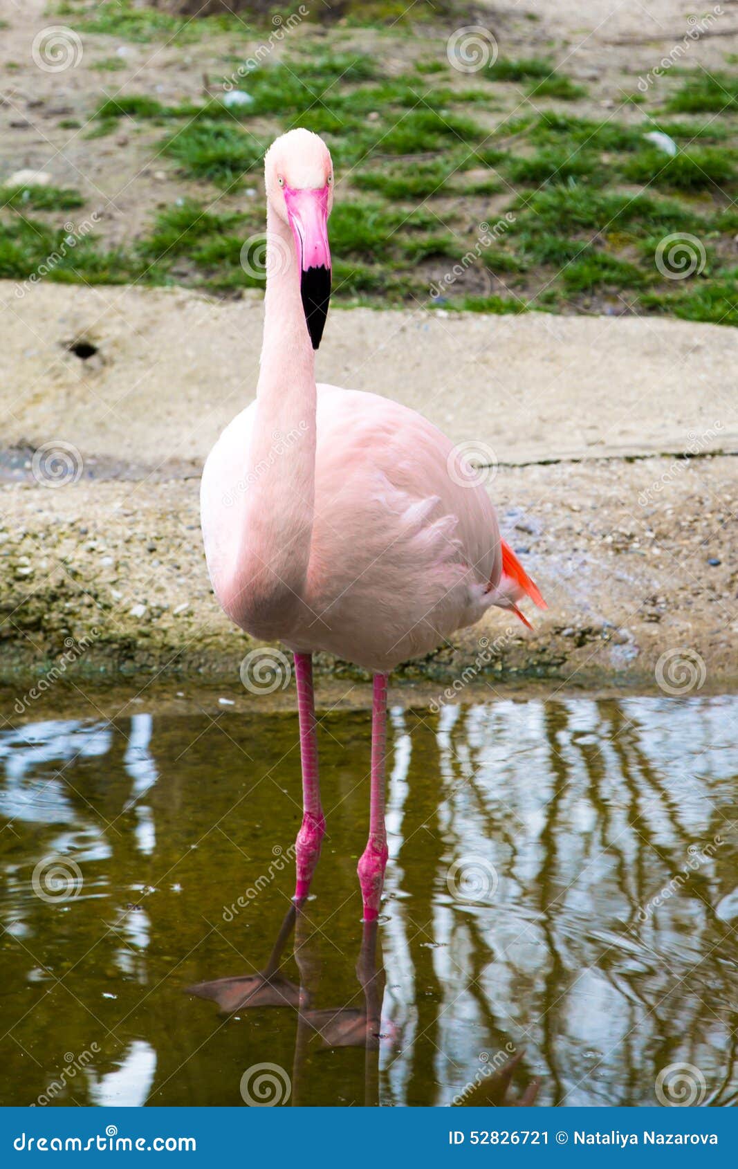 Pink Flamingo Looking Camera Stock Photos - Download 99 Royalty Free Photos