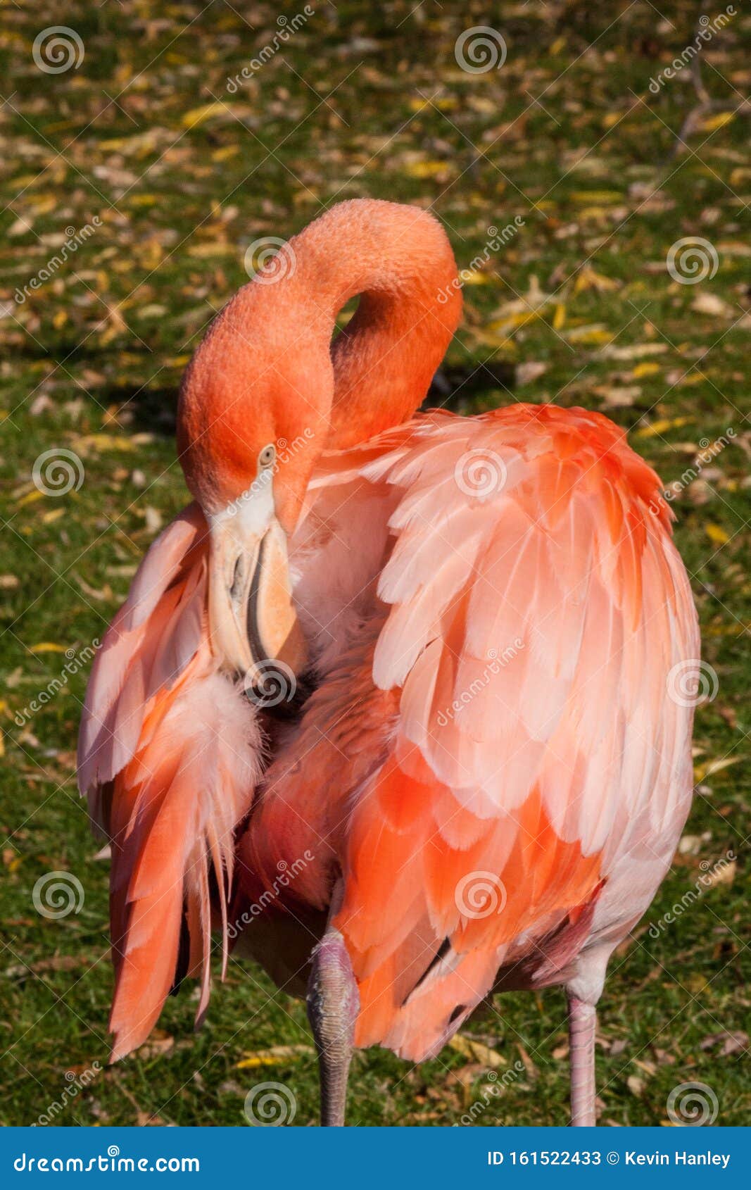 Pink Flamingo Facing Backward Preening Stock Image - Image of ruber ...