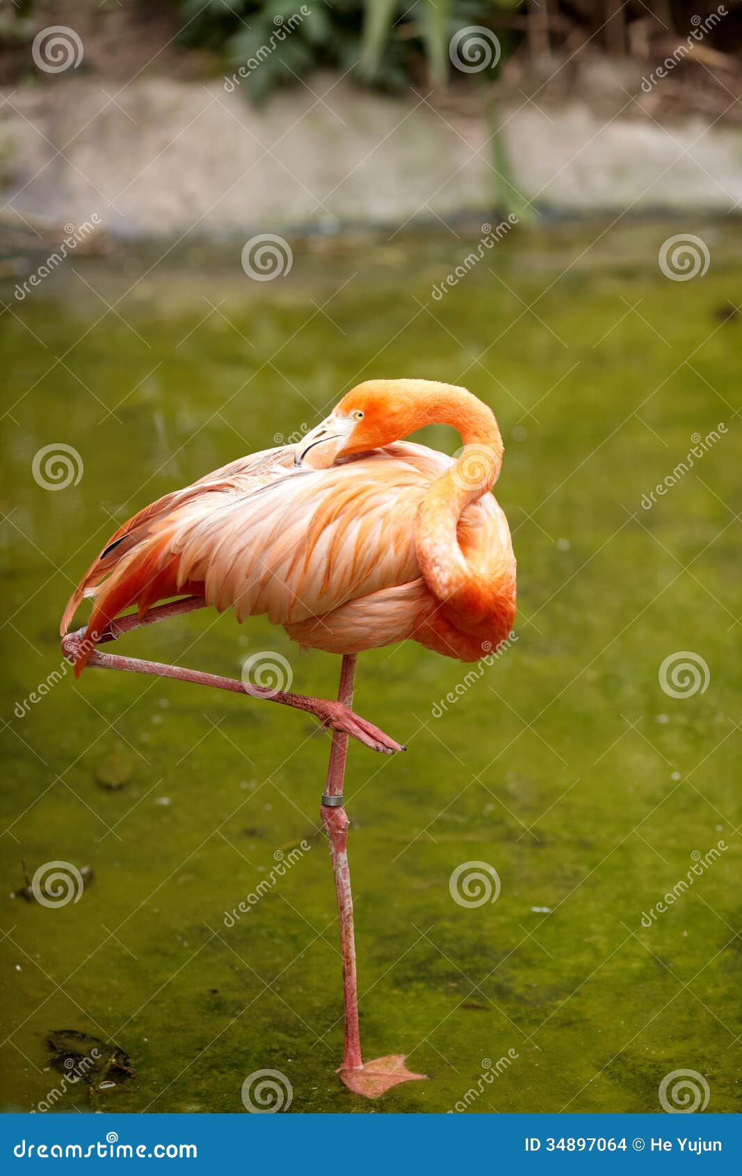 Pink flamingo stock photo. Image of chinese, beak, colourfull - 34897064