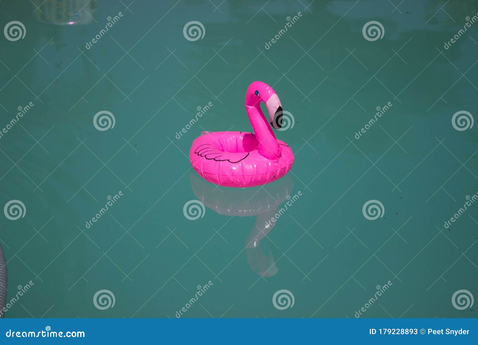 Pink Flamingo Pool Toy in the Pool Stock Image - Image of purple ...