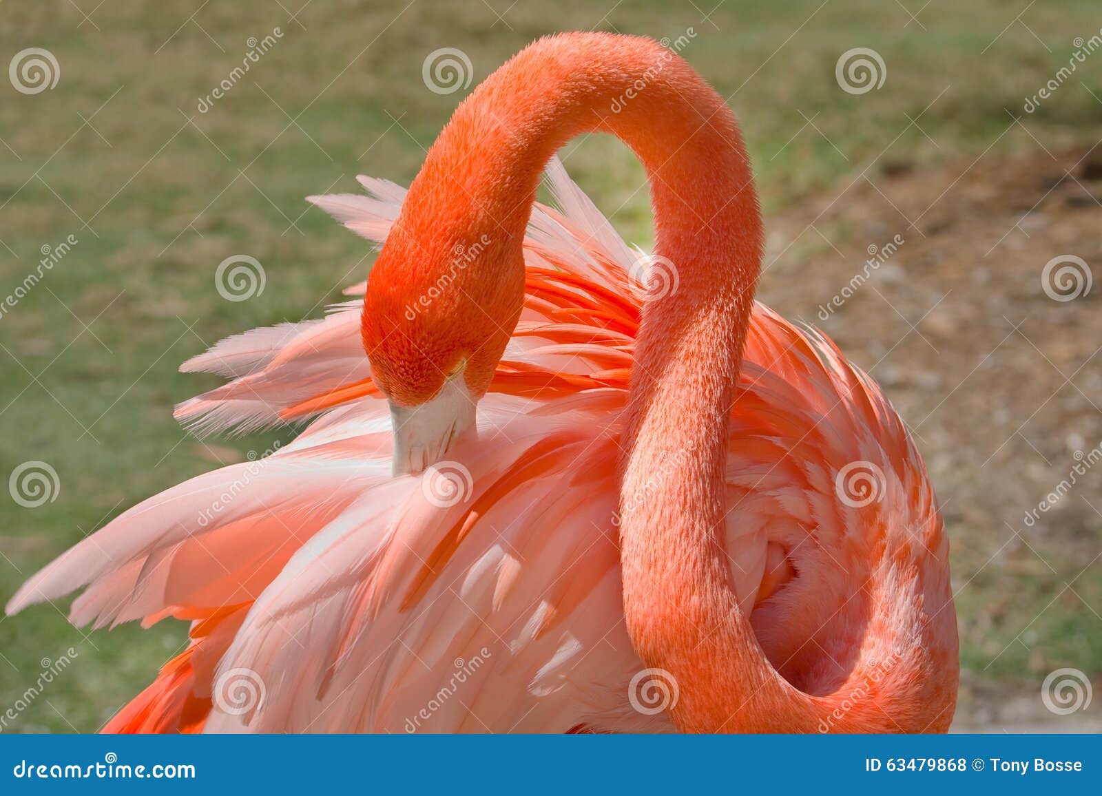 Pink Flamingo Preening Itself Stock Photo - Image of tropical ...