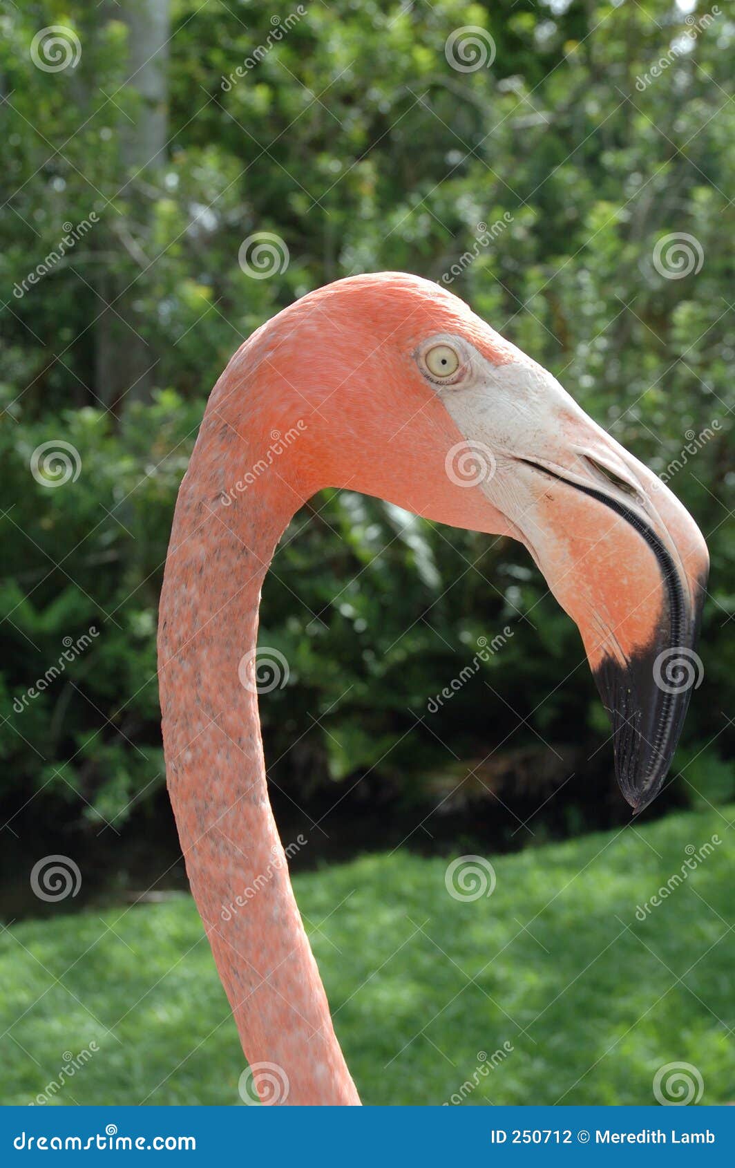 Pink Flamingo In Profile Picture. Image: 250712
