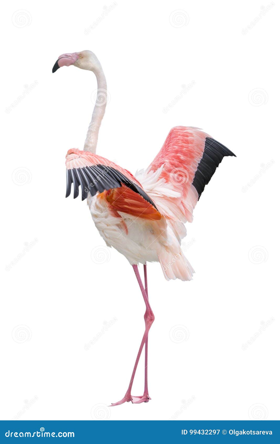 Flamingo Raised Wings Photos - Free & Royalty-Free Stock Photos from ...