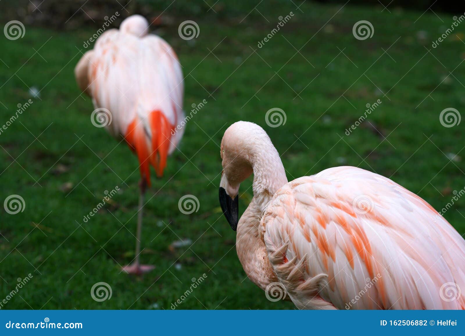 The Pink Flamingo is the only Representative of the Order Whose Natural ...