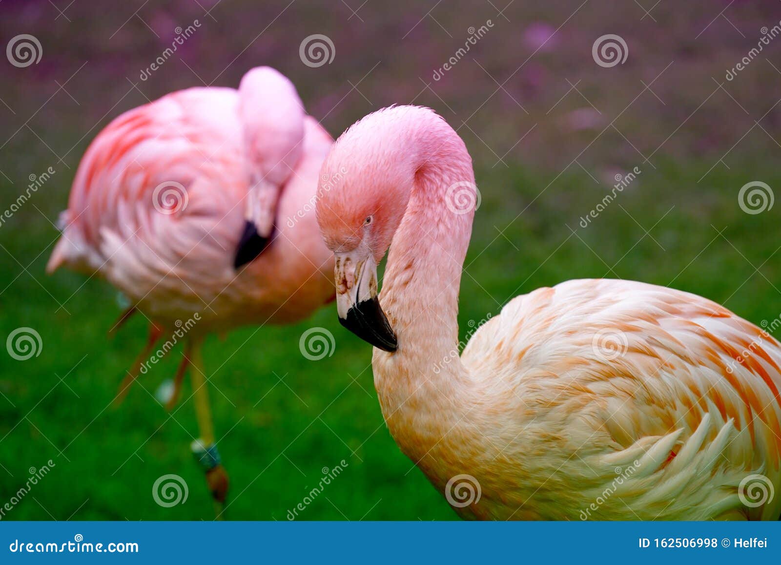 The Pink Flamingo is the only Representative of the Order Whose Natural ...