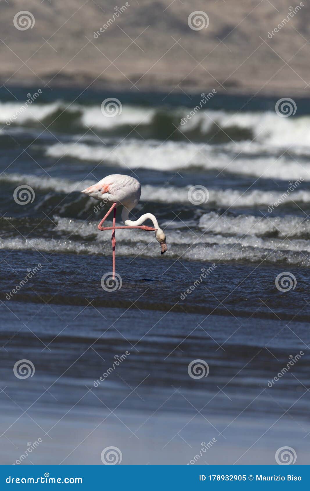 A pink flamingo in the sea stock image. Image of blue - 178932905
