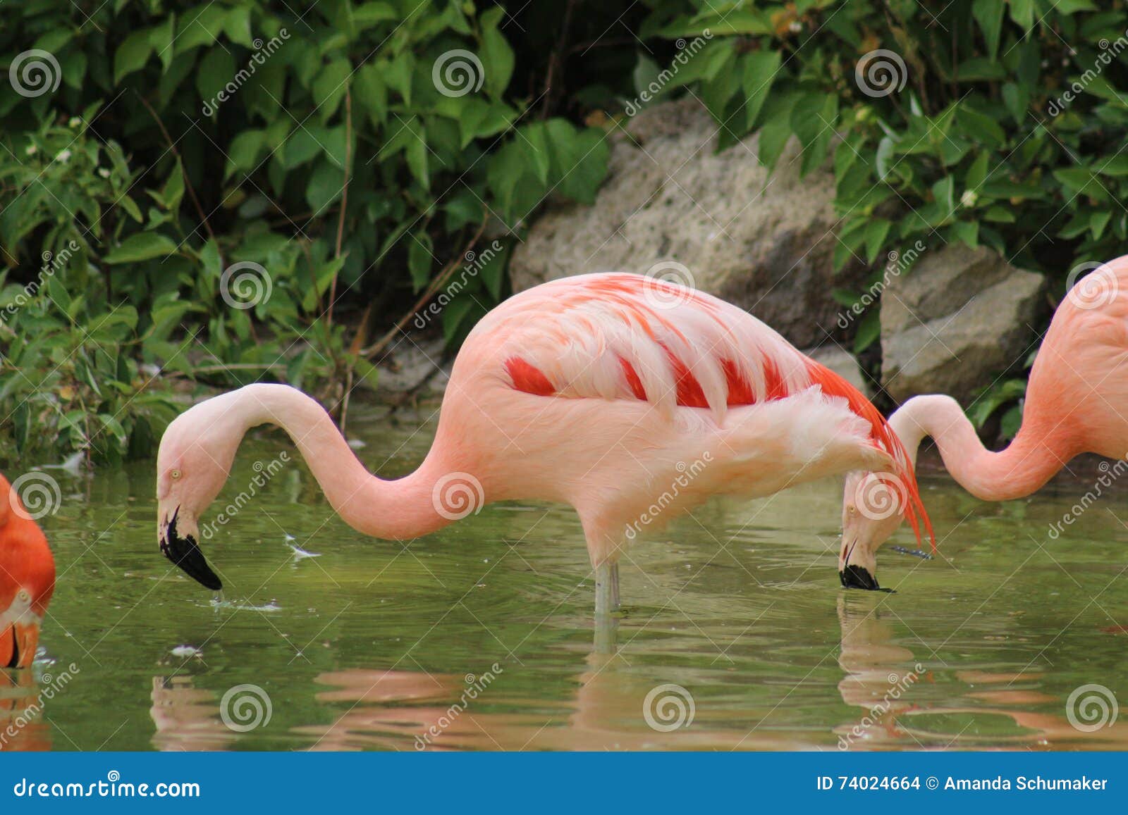 Pink flamingo stock photo. Image of side, standing, wings - 74024664