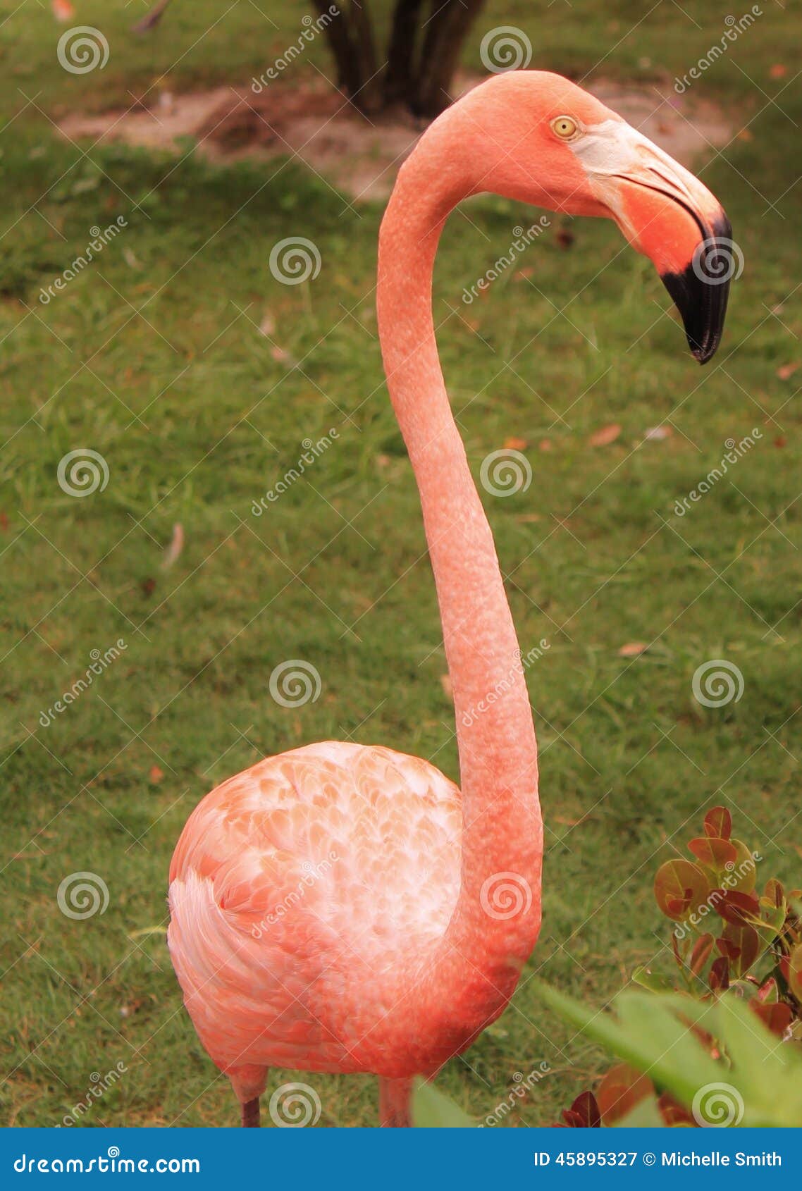 Pink Flamingo stock image. Image of pink, flamingo, tropical - 45895327