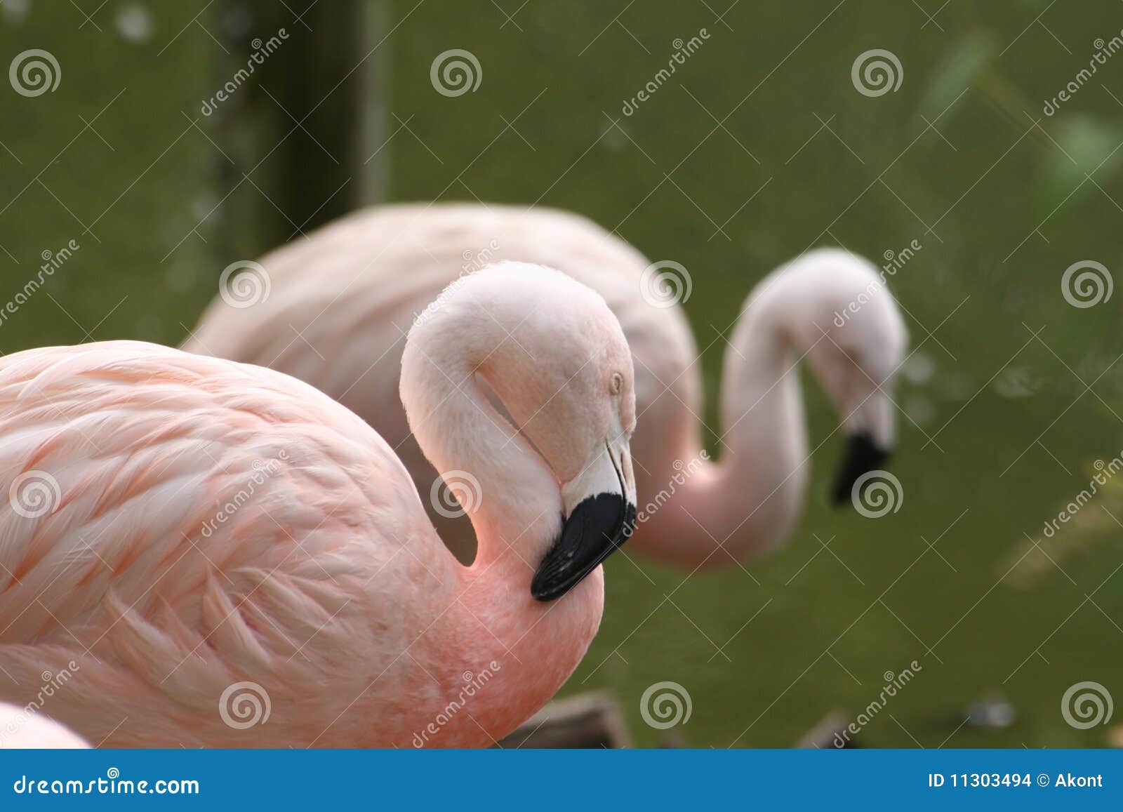 Pink flamingo sleeping stock photo. Image of avian, beak - 11303494