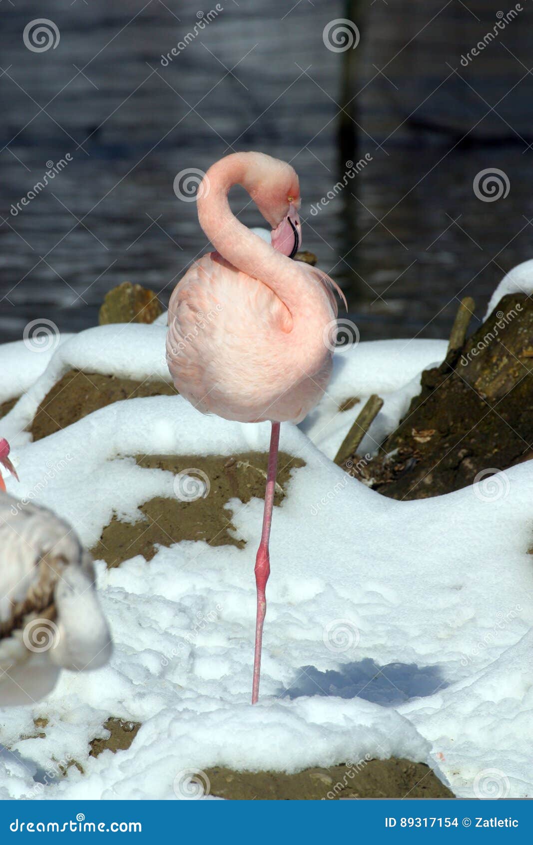 Pink Flamingo stock photo. Image of travel, high, colorful - 89317154