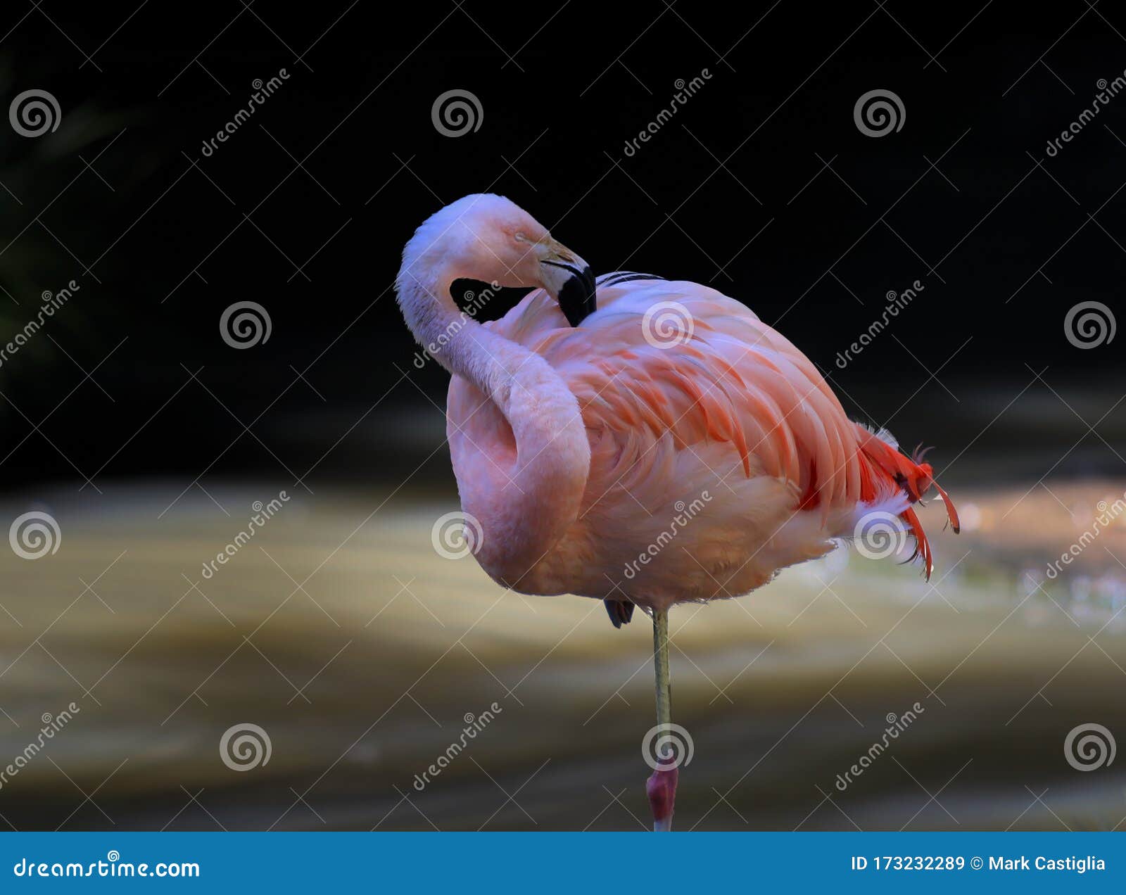 Pink Flamingo Standing on One Leg Stock Image - Image of stand, beak ...