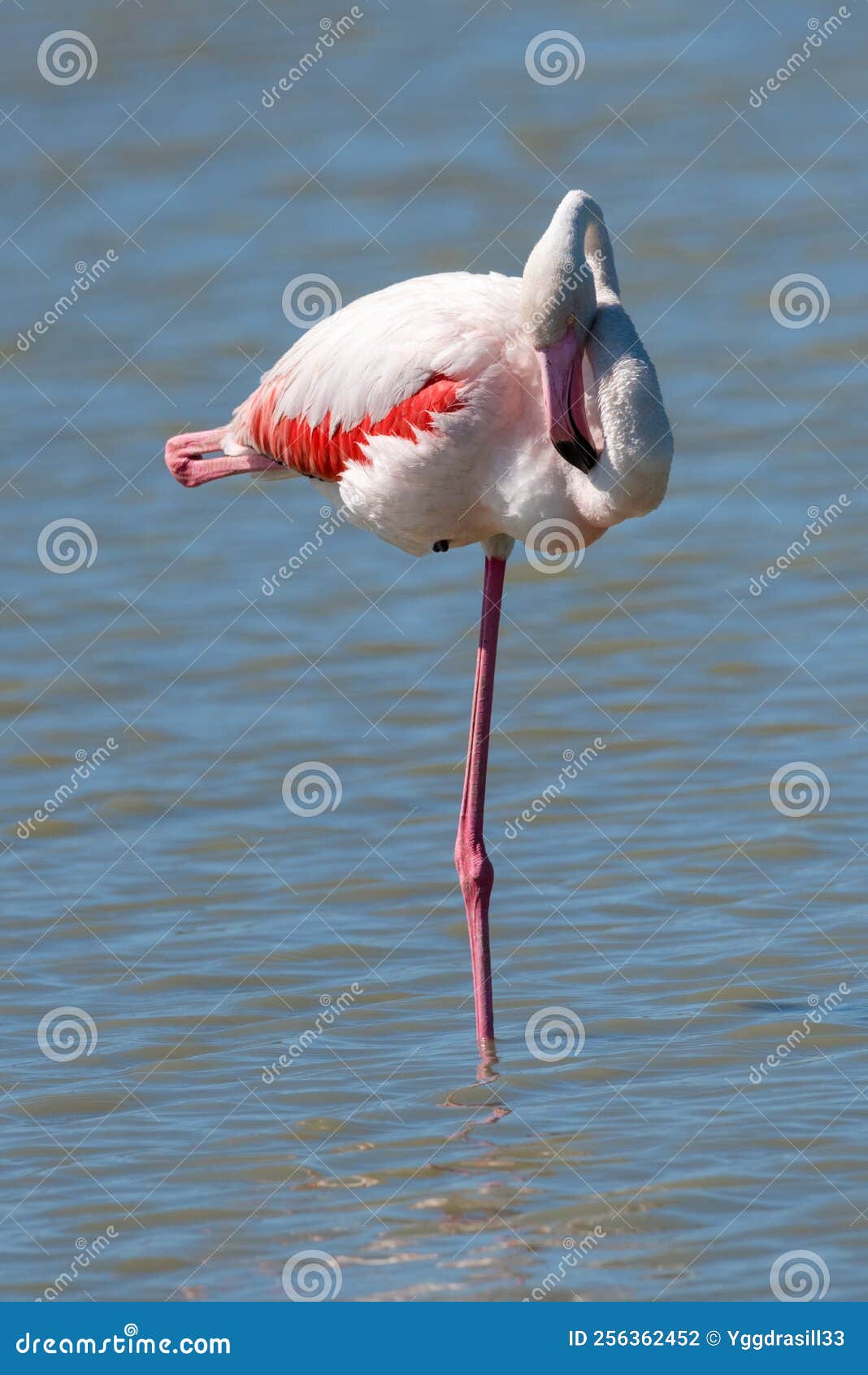Pink Flamingo Standing on One Leg Stock Photo - Image of ornithologic ...