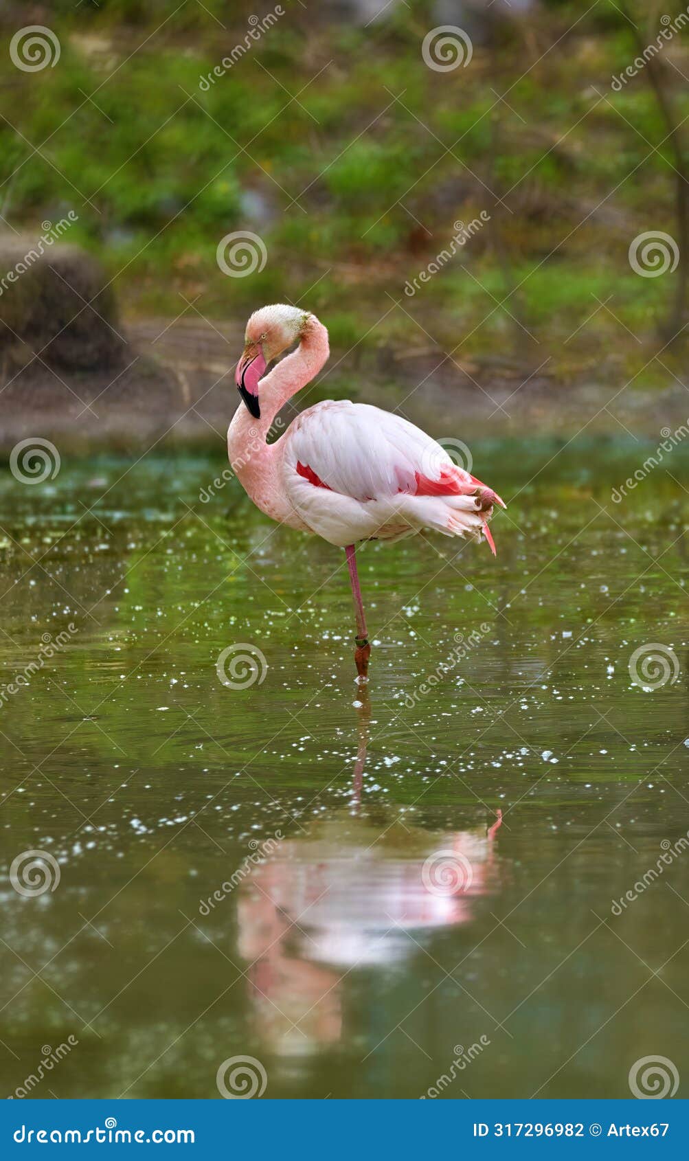 A Pink Flamingo Standing on One Leg Stock Photo - Image of tropical ...