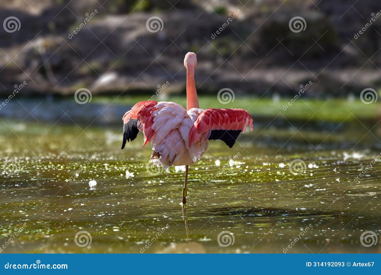Pink Flamingo Standing on One Leg and Spreading Its Wings Stock Image ...