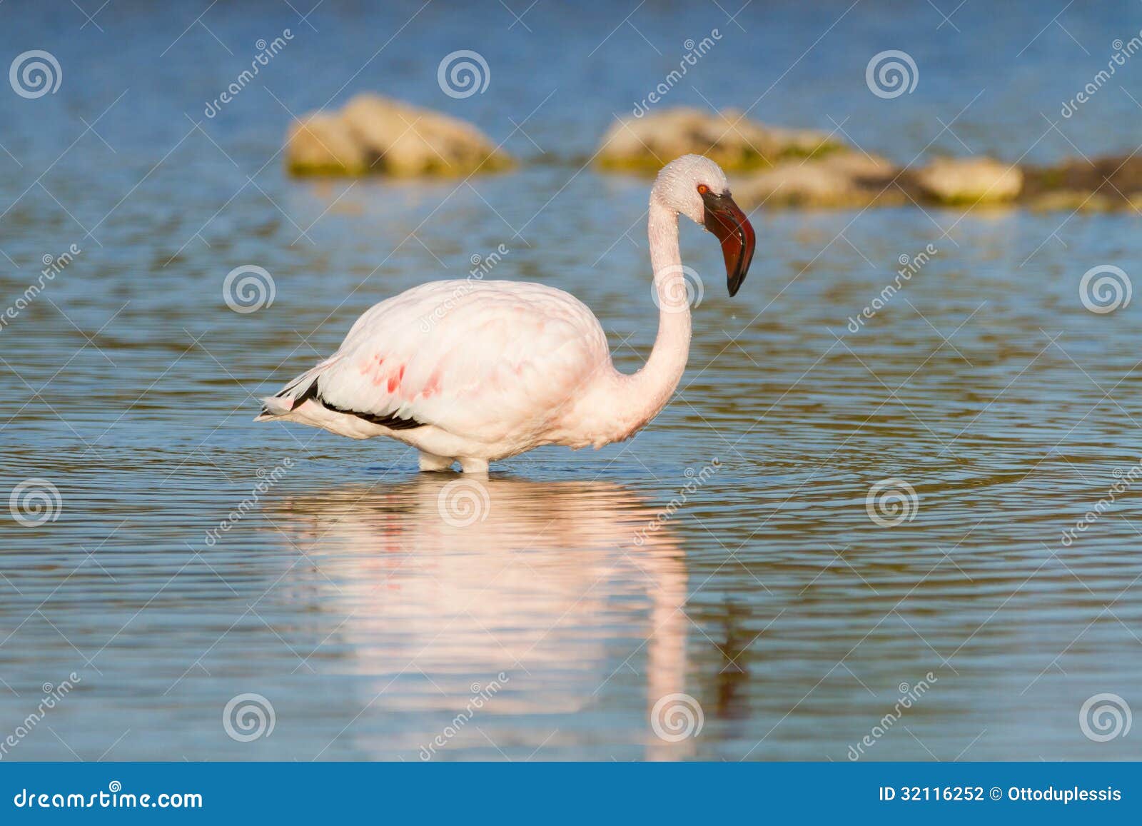Pink Flamingo Standing in the Water Stock Photo - Image of beautiful ...