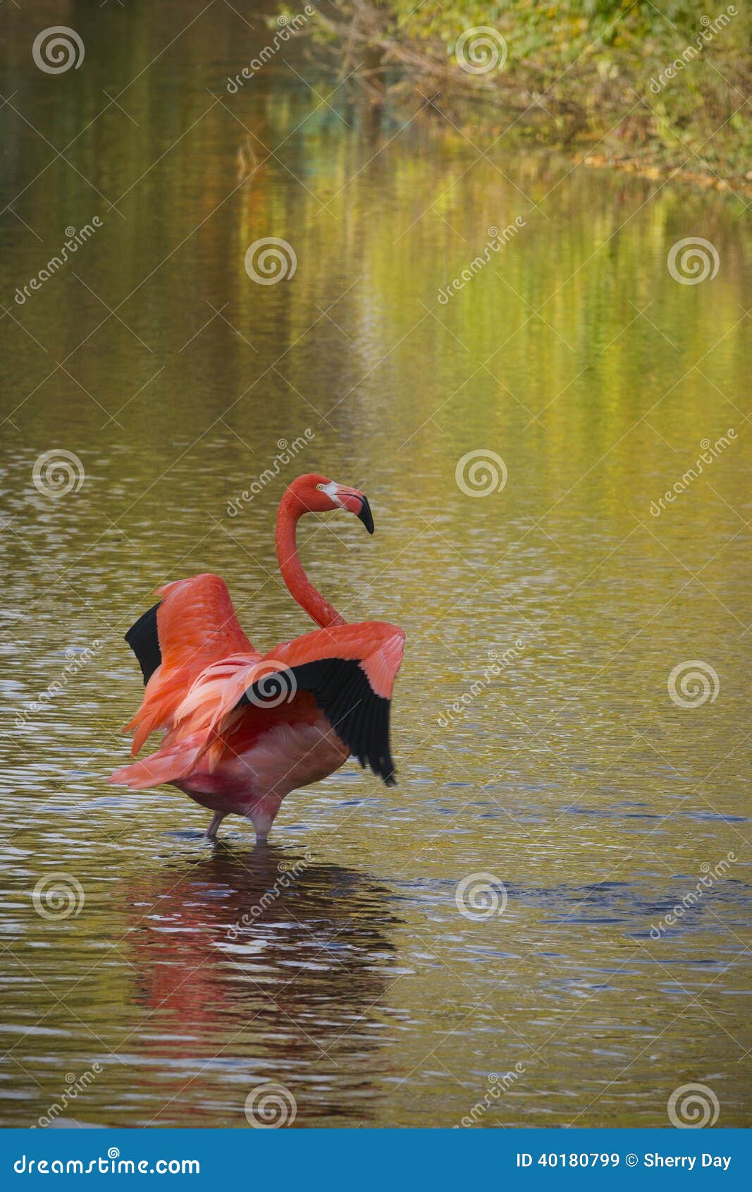 Pink Flamingo stock image. Image of flamingoes, beak - 40180799