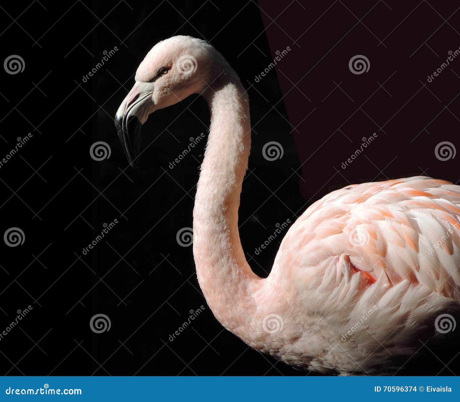 Pink flamingo in the sun stock photo. Image of animals - 70596374