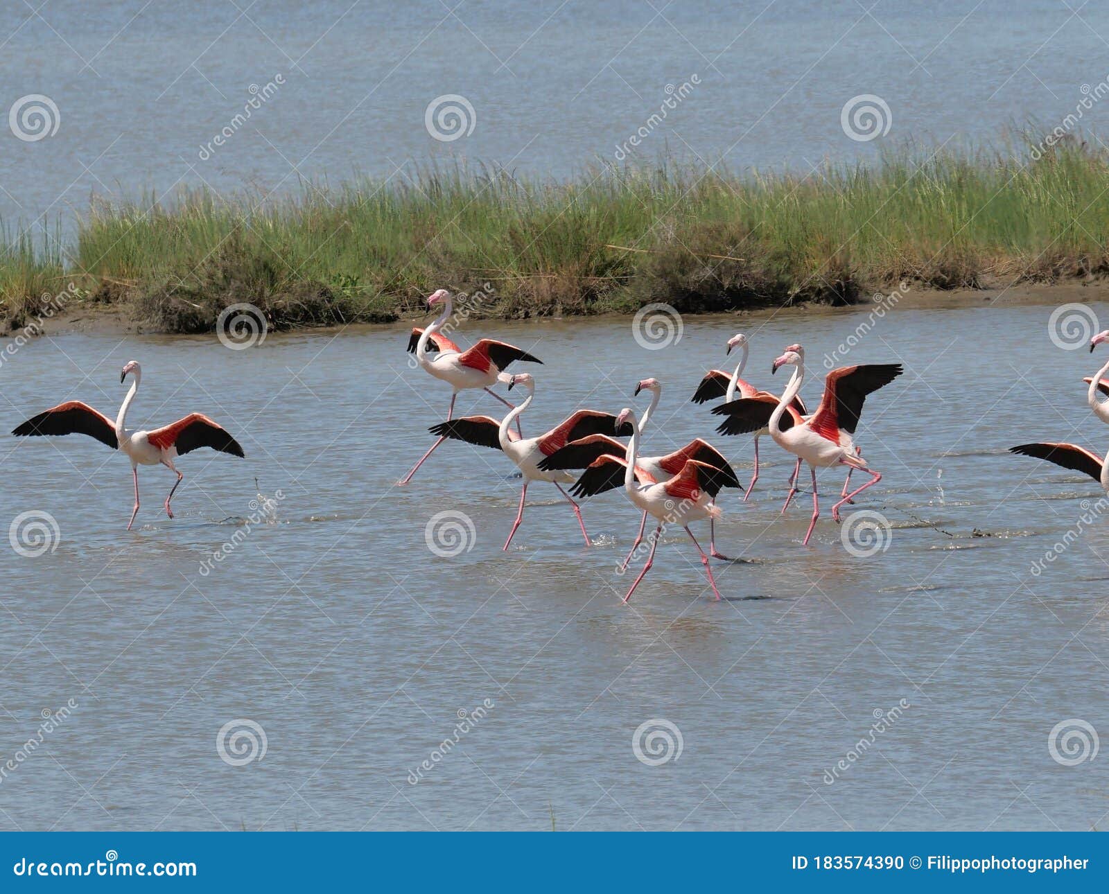 Pink Flamingo Taking Flight Stock Photo - Image of ornithology ...