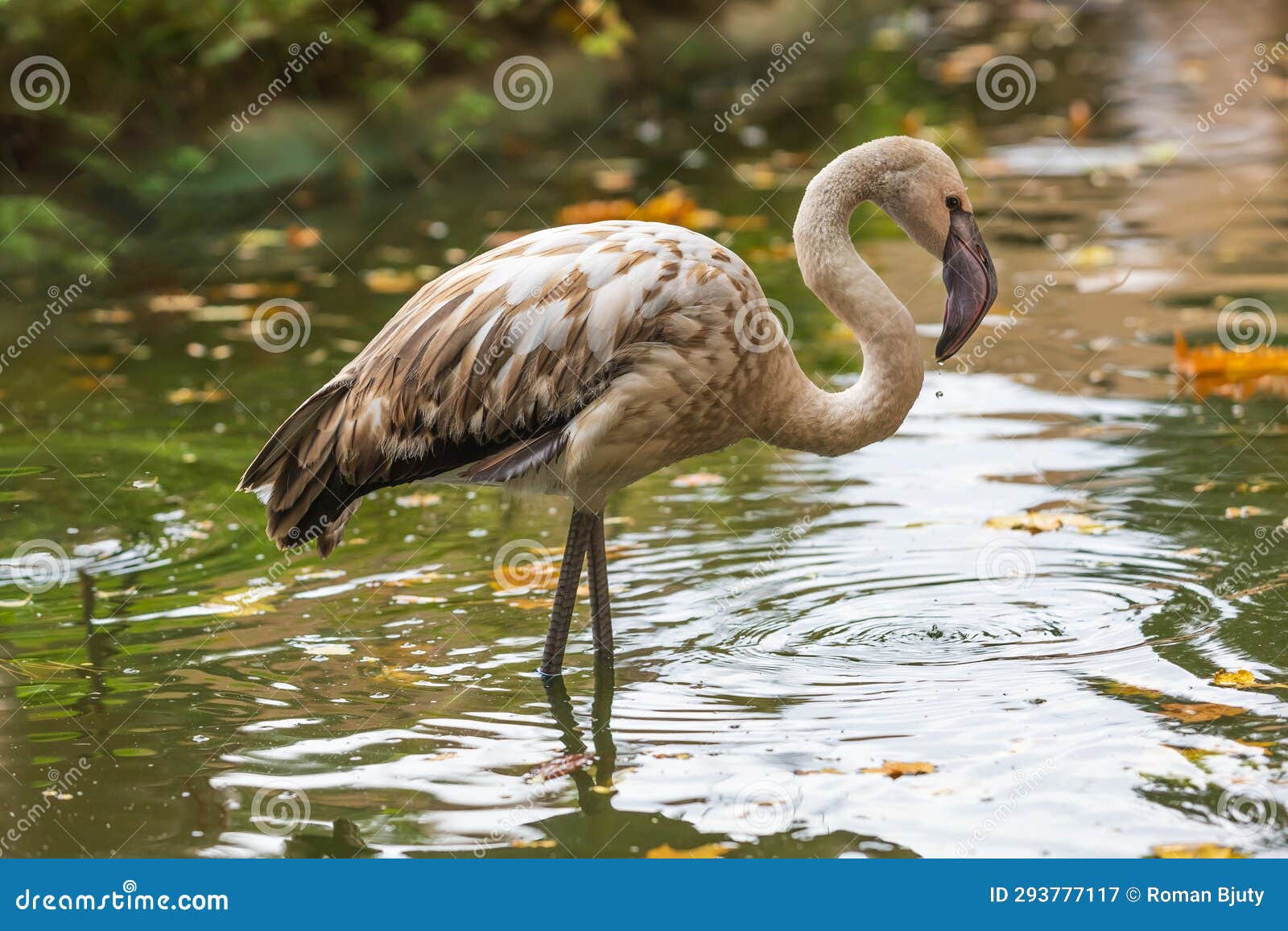 Pink Flamingo in the Water. the Flamingo Has Water Drops on it Stock ...