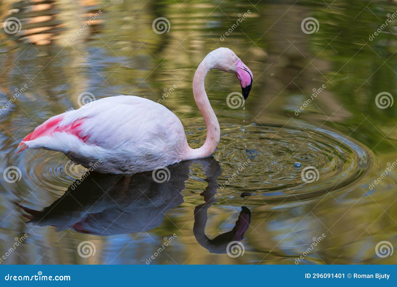 Pink Flamingo in the Water. the Flamingo Has Water Drops on it Stock ...