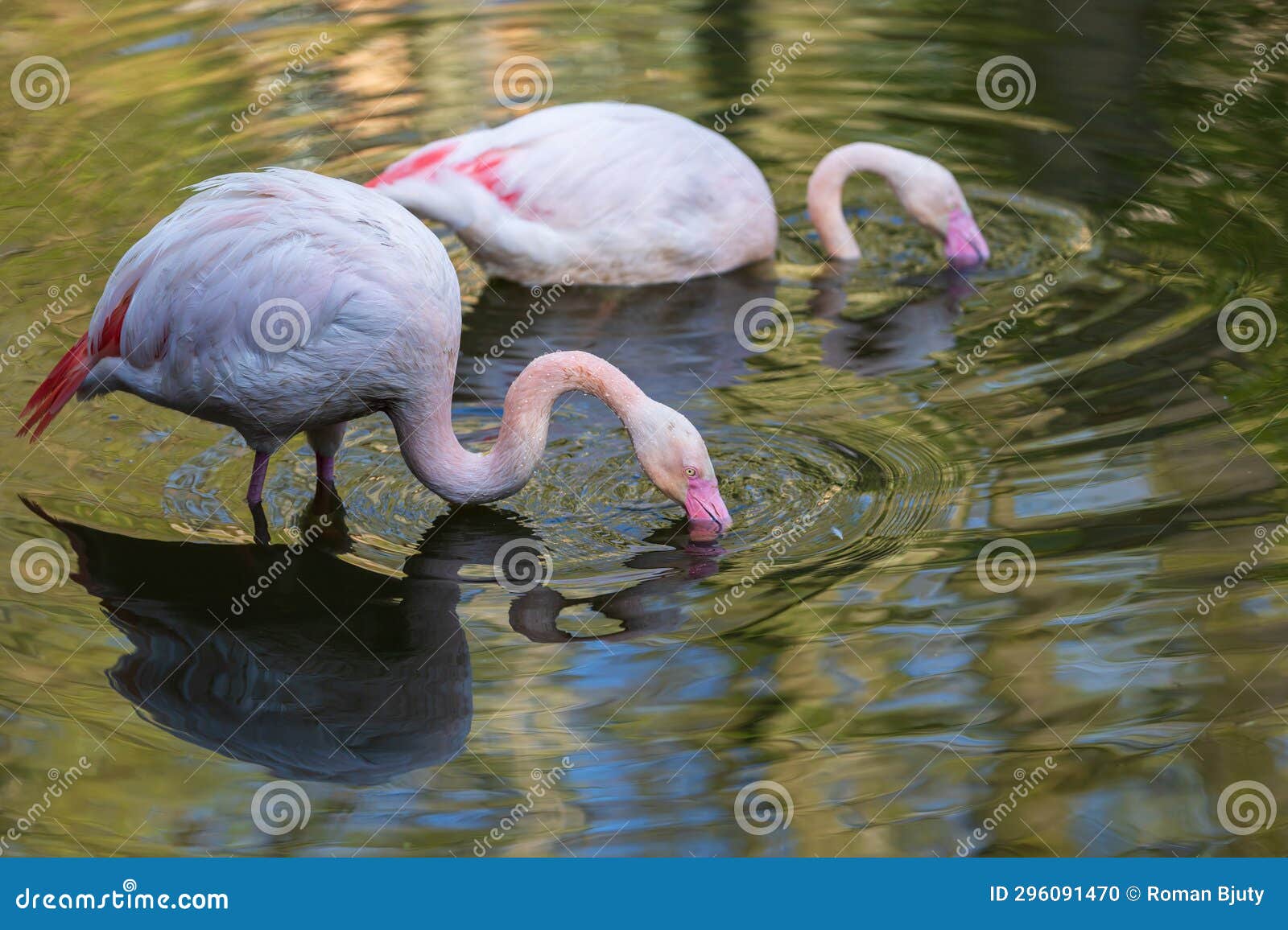 Pink Flamingo in the Water. the Flamingo Has Water Drops on it Stock ...