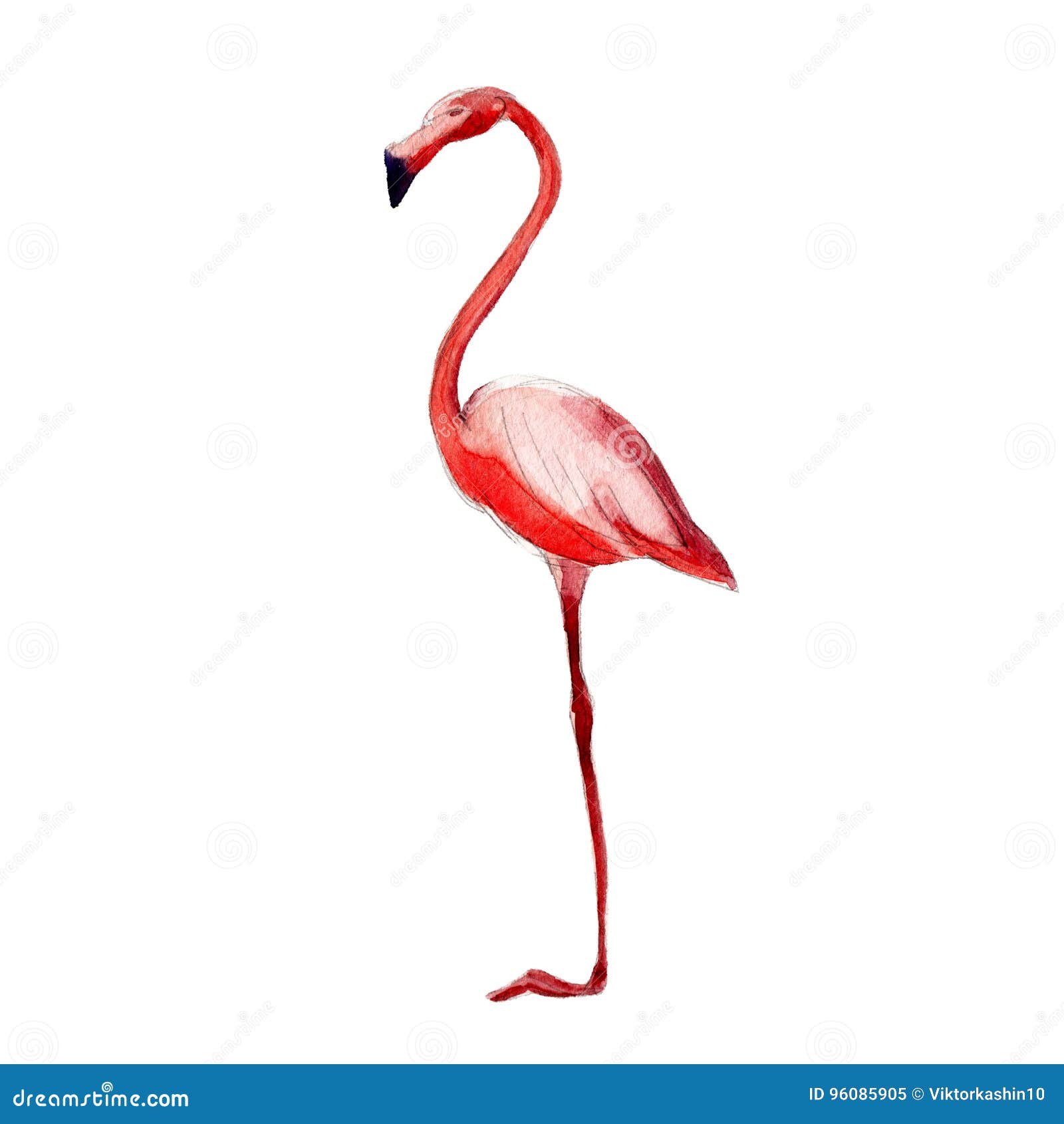 Pink Flamingo, Watercolor Illustration Isolate on White. Stock ... Pink Flamingo, Watercolor Illustration Isolate on White. Stock ...