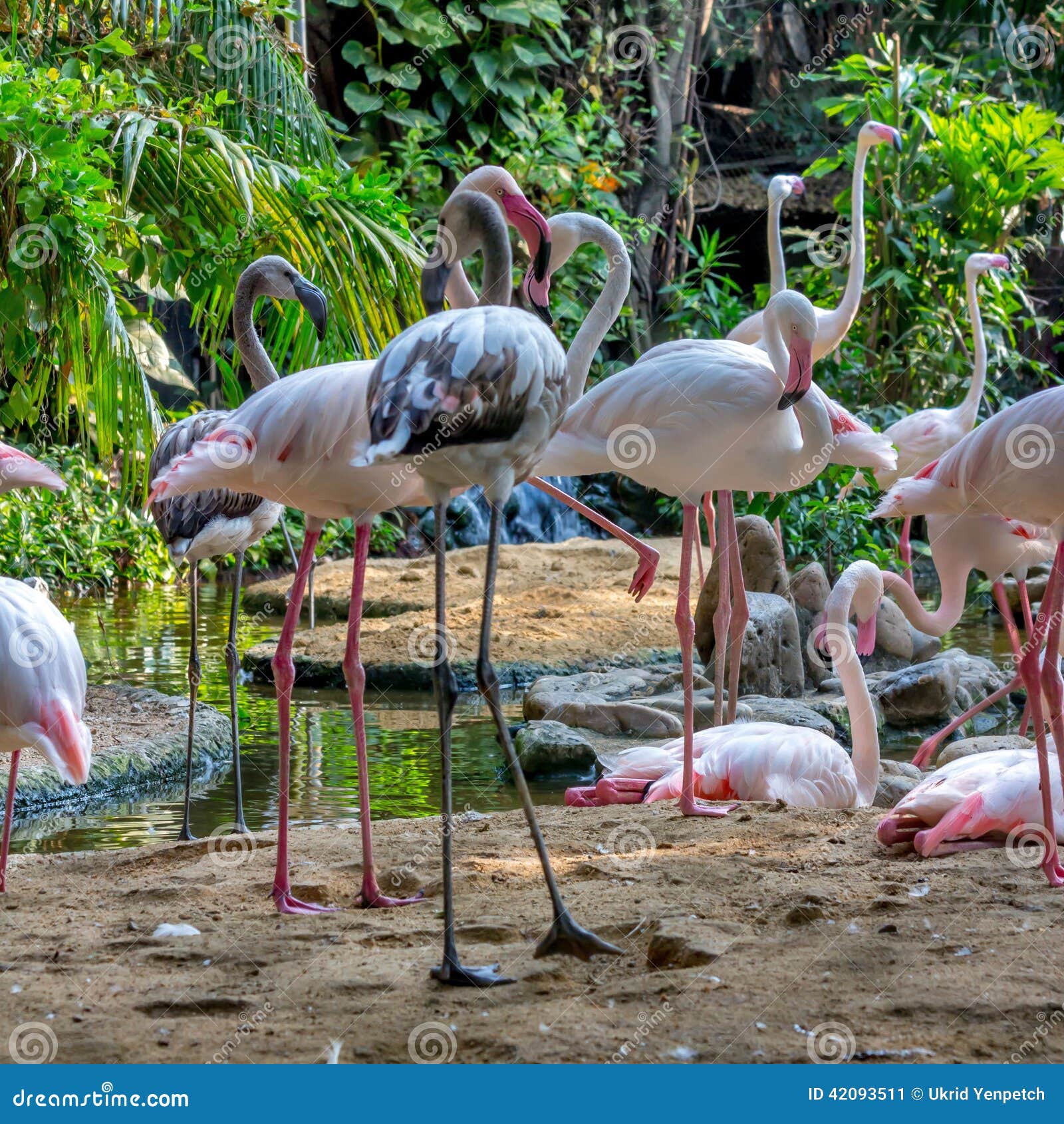 Pink flamingo in the zoo stock image. Image of pink, scenic - 42093511