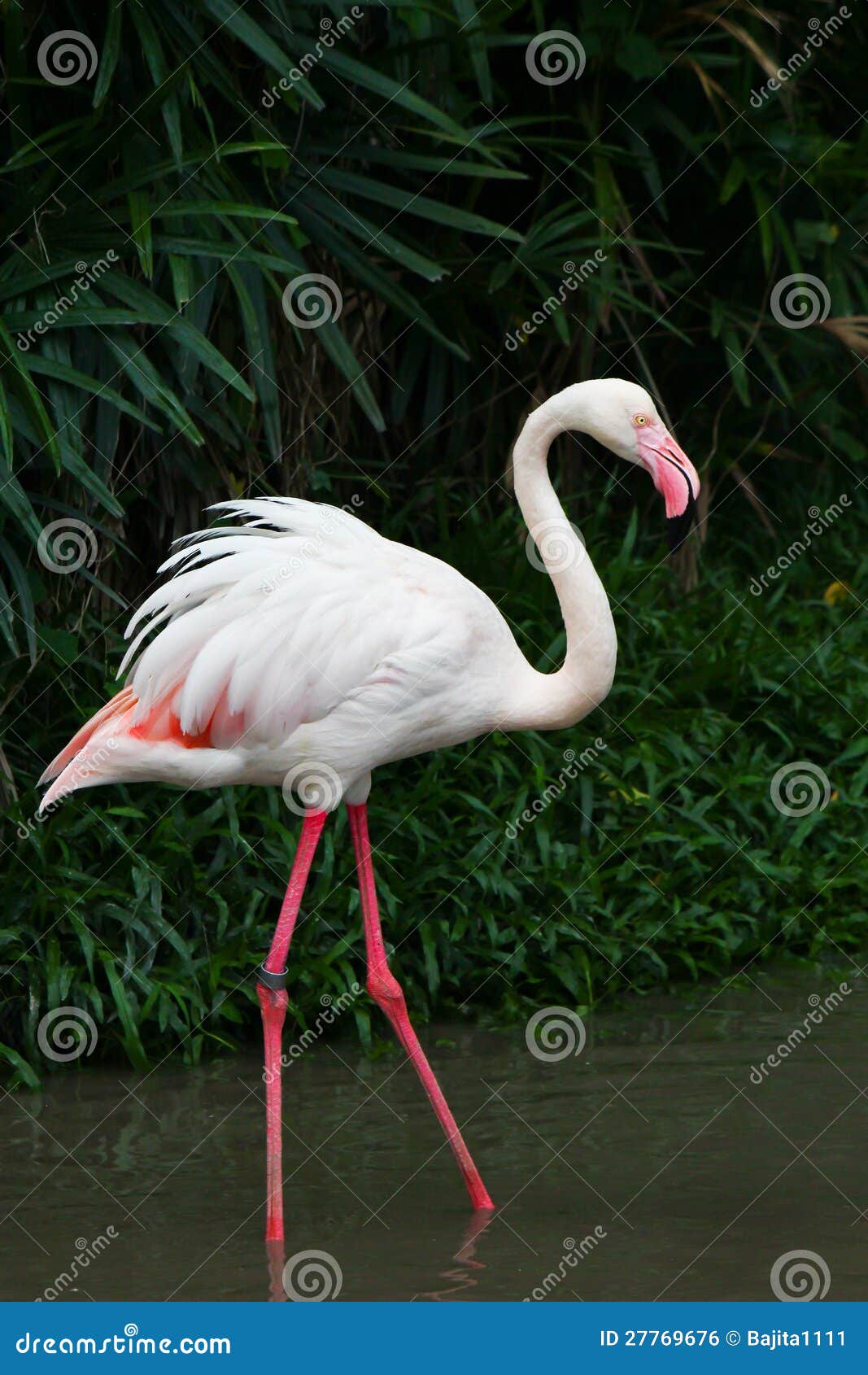 Pink flamingos stock photo. Image of wildlife, south - 27769676