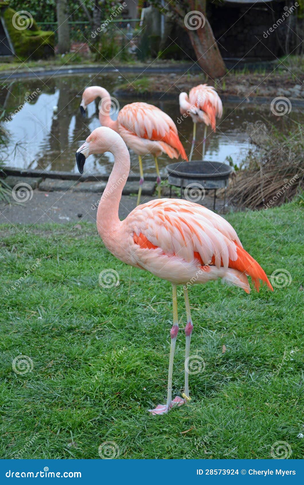Pink Flamingos stock photo. Image of wildlife, tall, flamingo - 28573924
