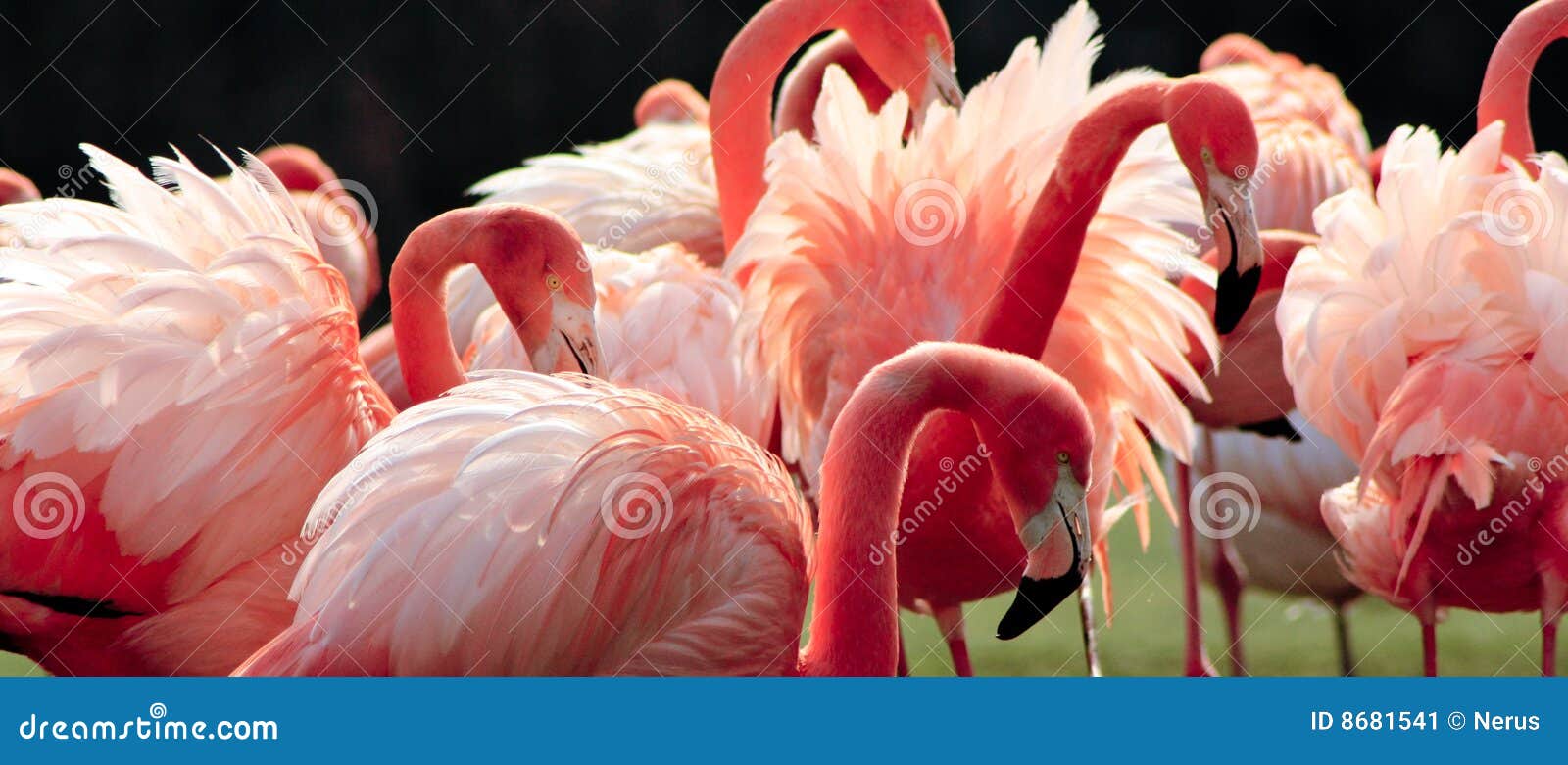 Pink Flamingos stock image. Image of panorama, coloured - 8681541