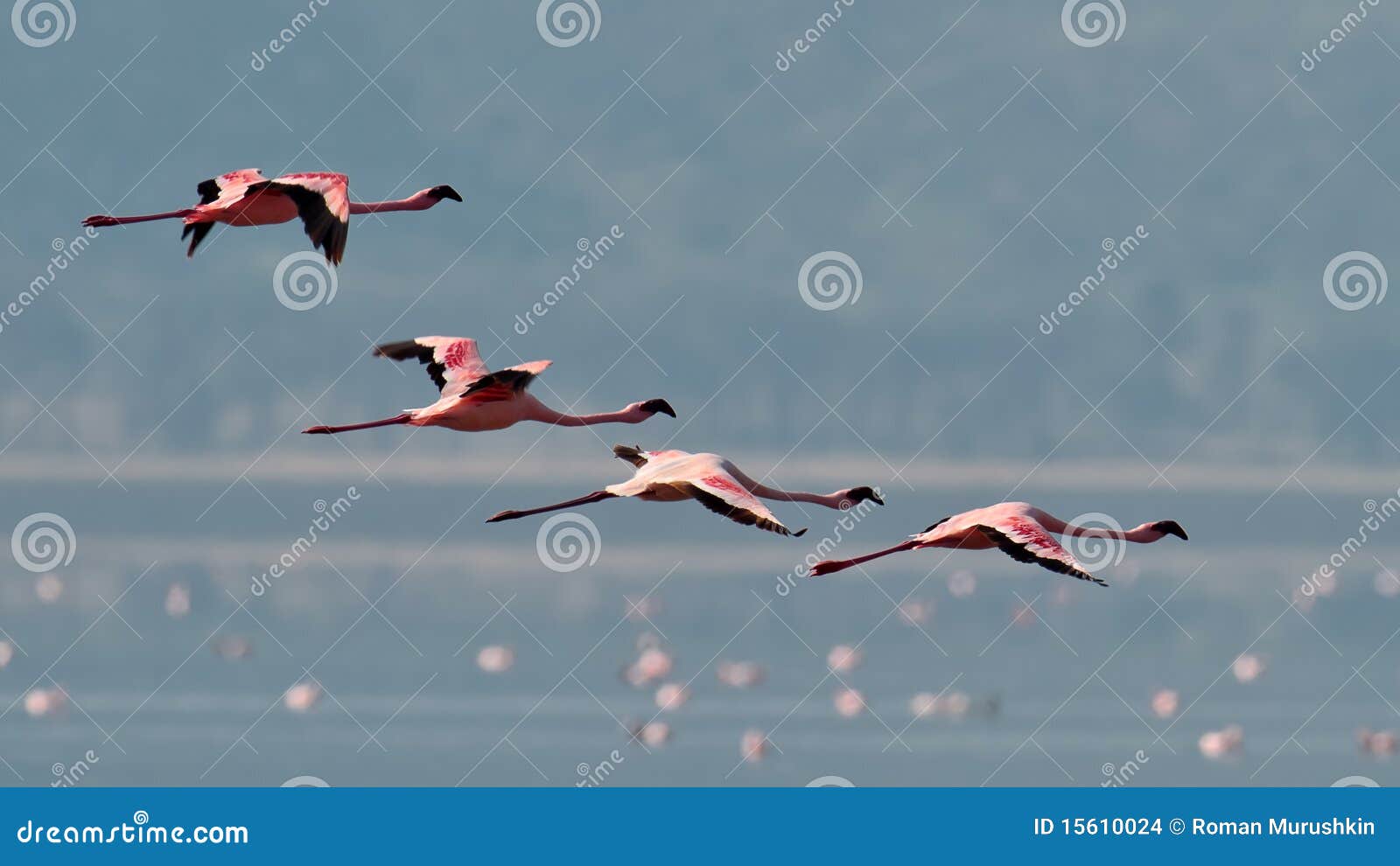 Pink Flamingos Flies Over the Water Stock Photo - Image of african ...