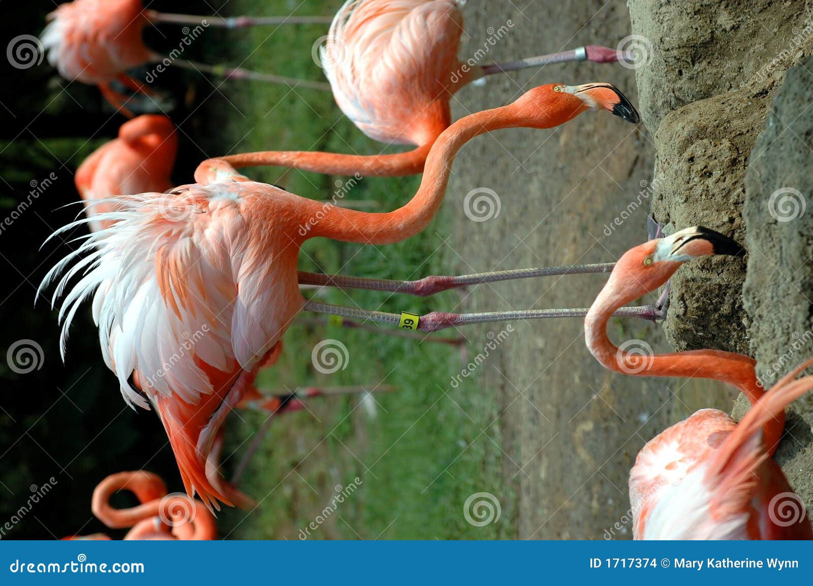 Pink flamingos flock stock photo. Image of three, animal - 1717374