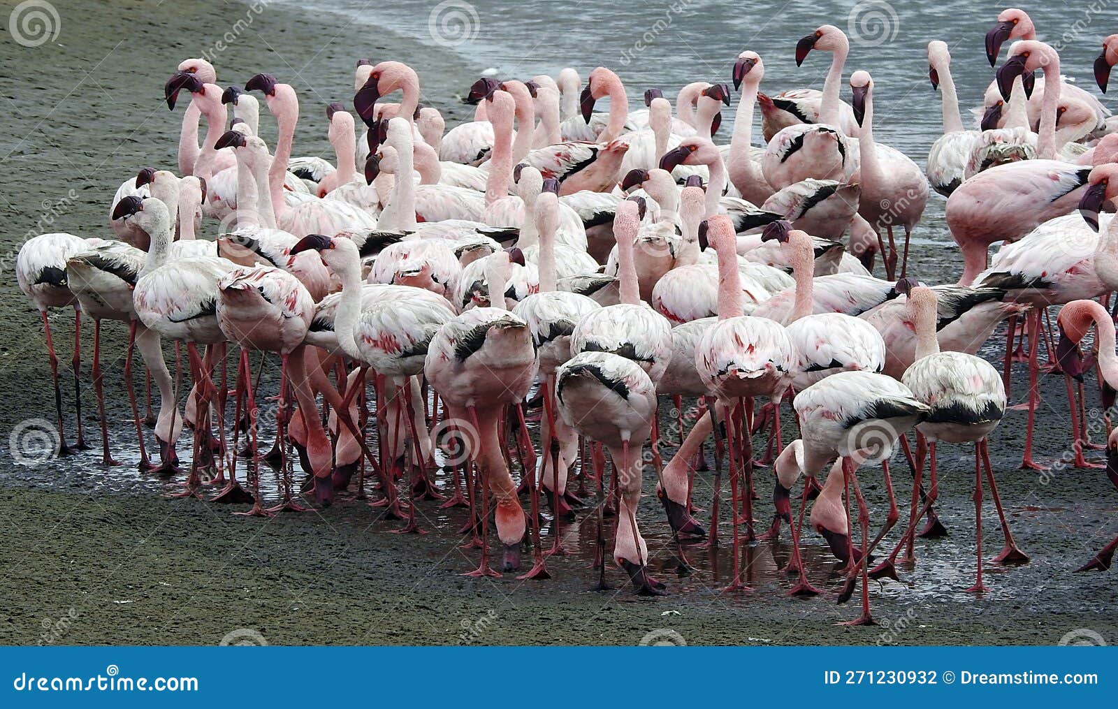 Pink Flamingos in Lagoon, Walvis Bay, Namibia Stock Photo - Image of ...